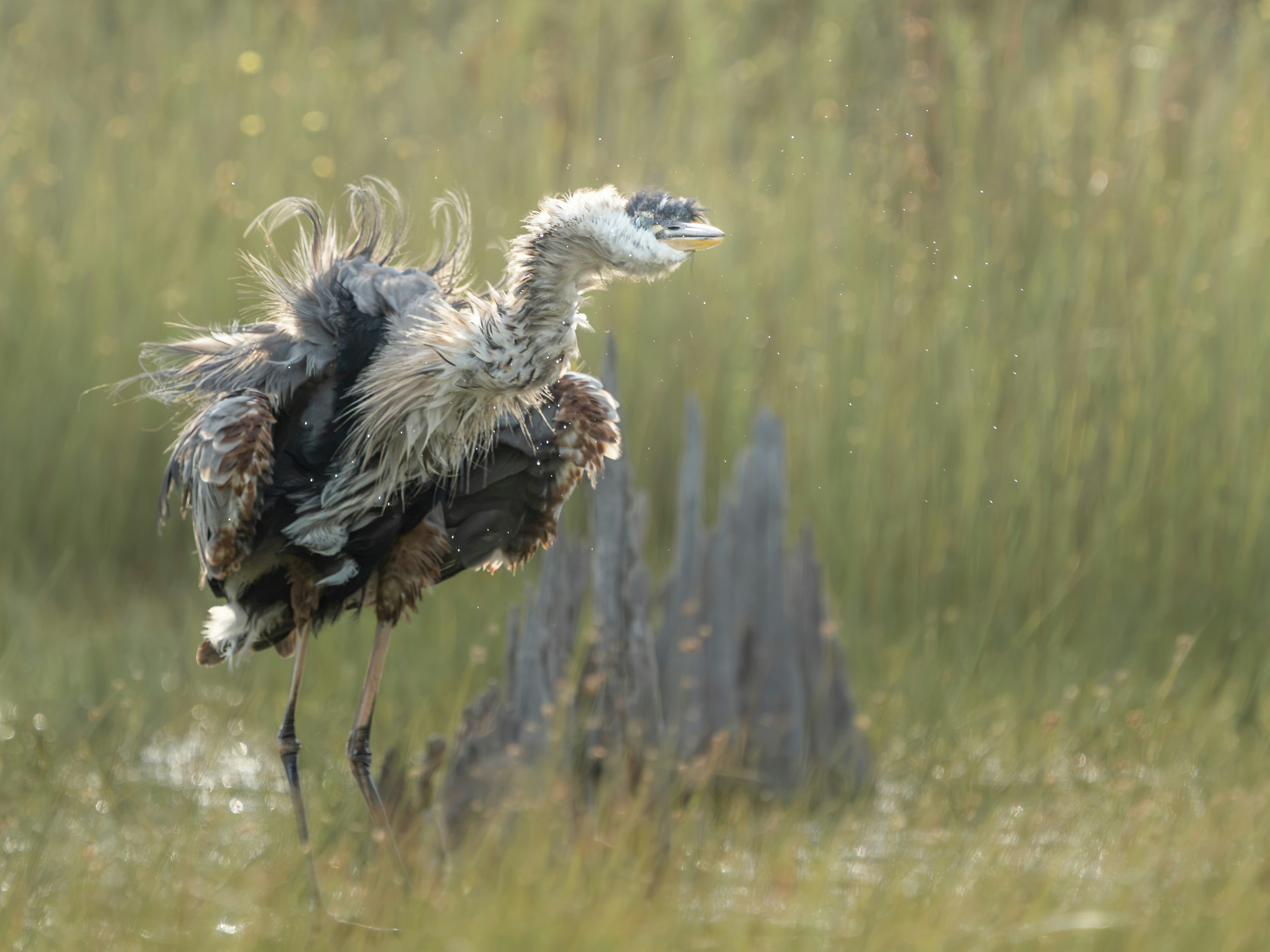 Cresting in Wetland Light: A Striped Heron Rouses from the Reeds