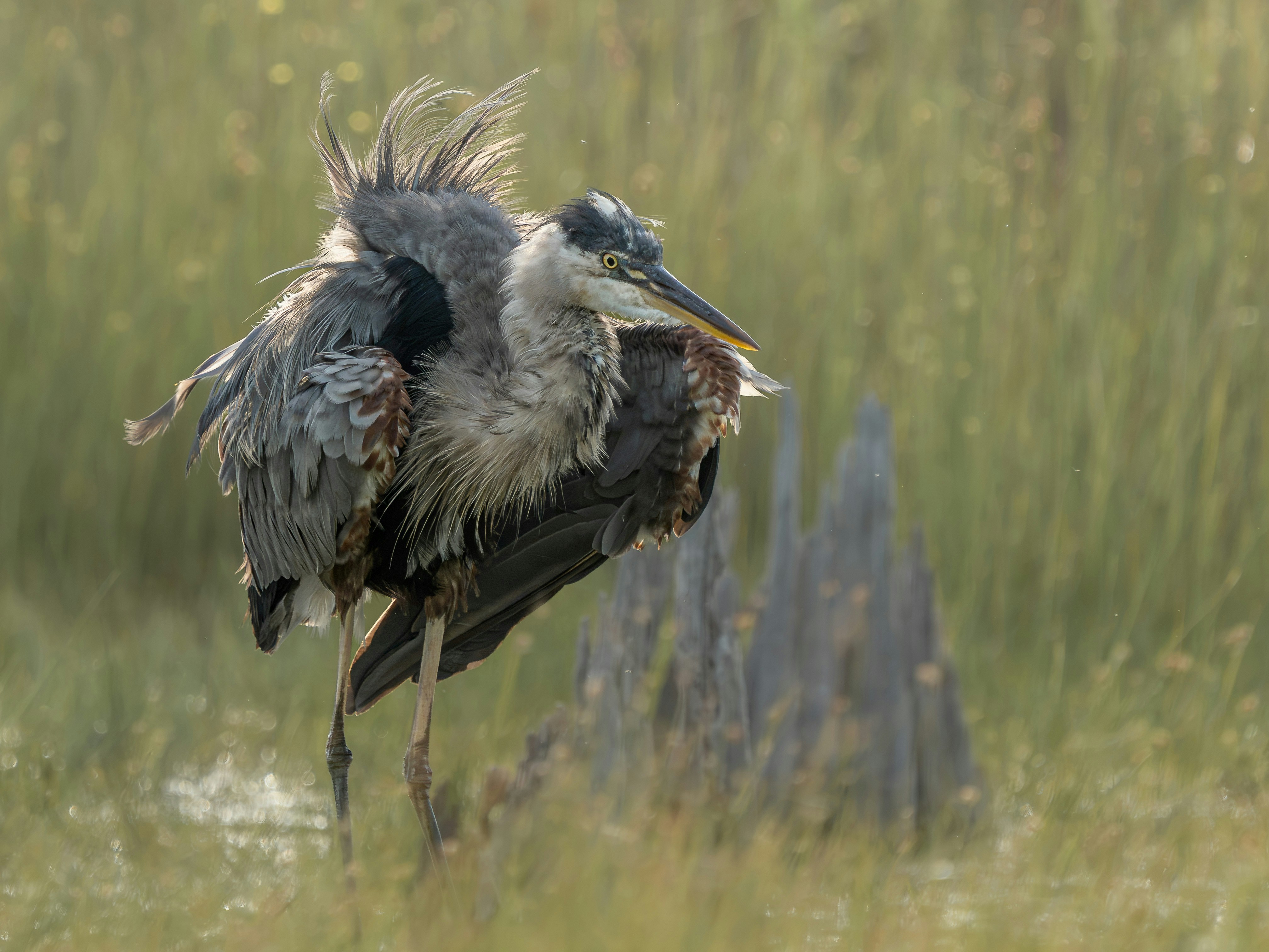 Midfield Heron in Wetland Standoff
