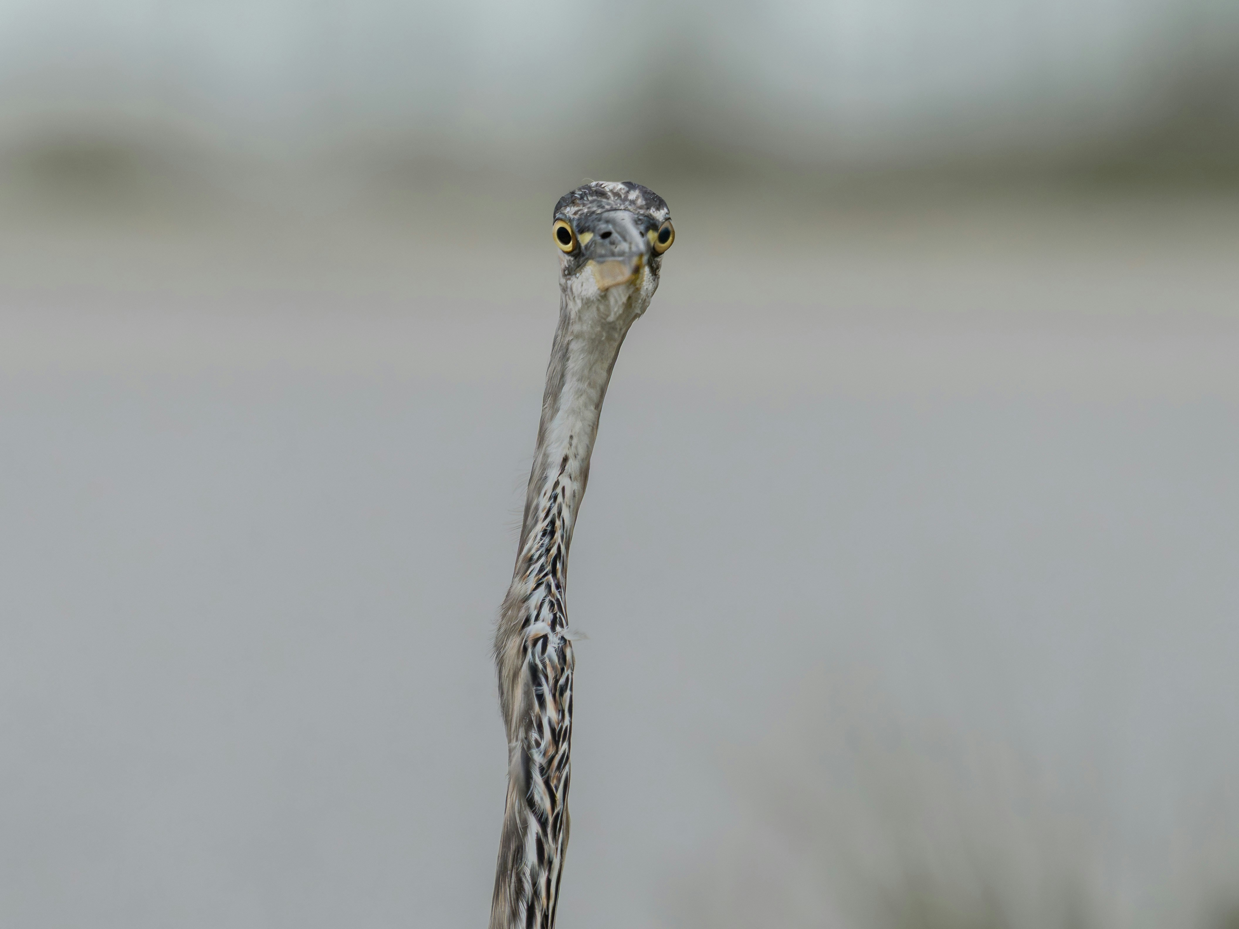 A few moments with a Great Blue Heron in the Florida wetlands.