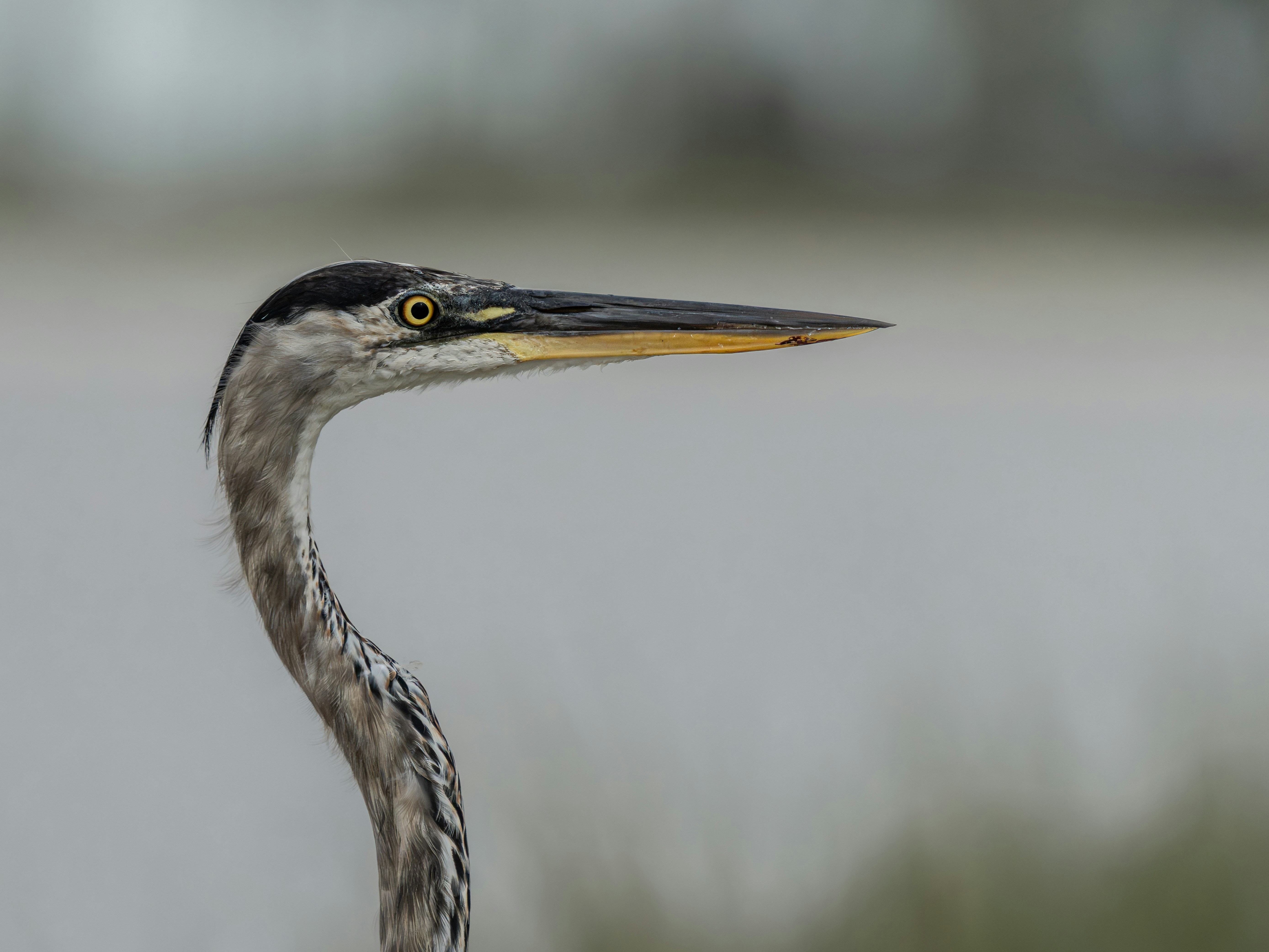 One-Eyed Stare of a Grey Heron