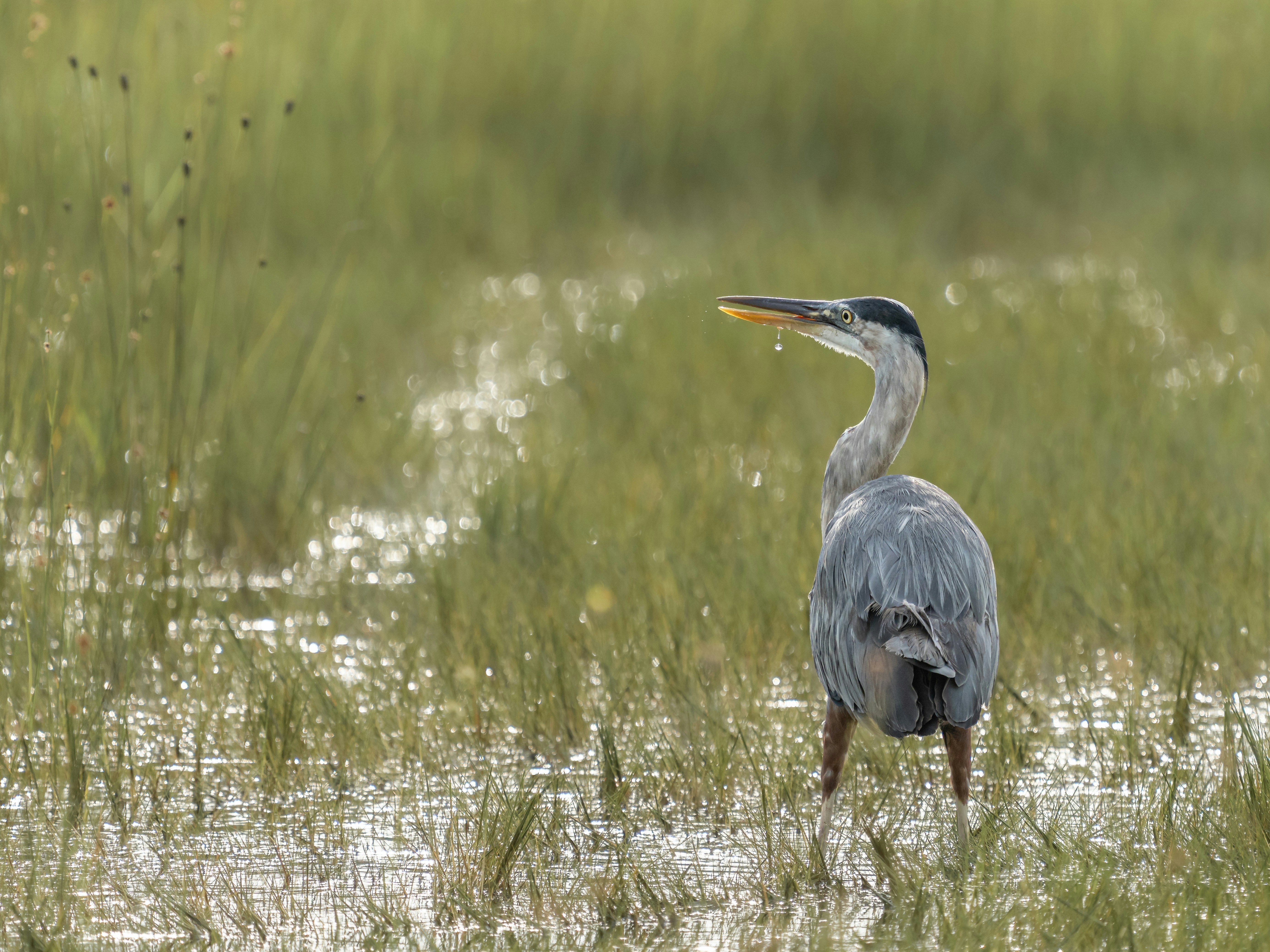 A few moments with a Great Blue Heron in the Florida wetlands.