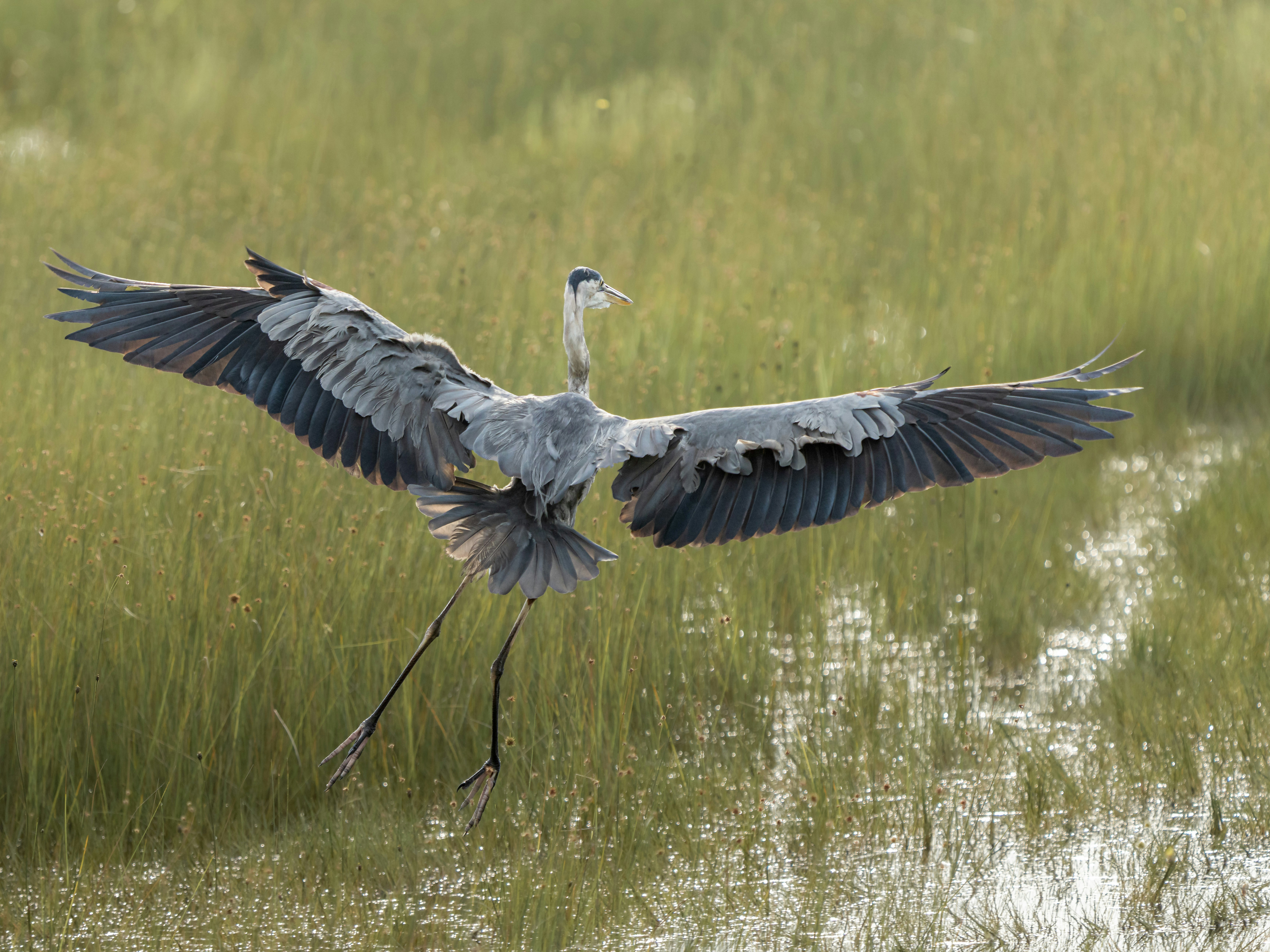 A few moments with a Great Blue Heron in the Florida wetlands.