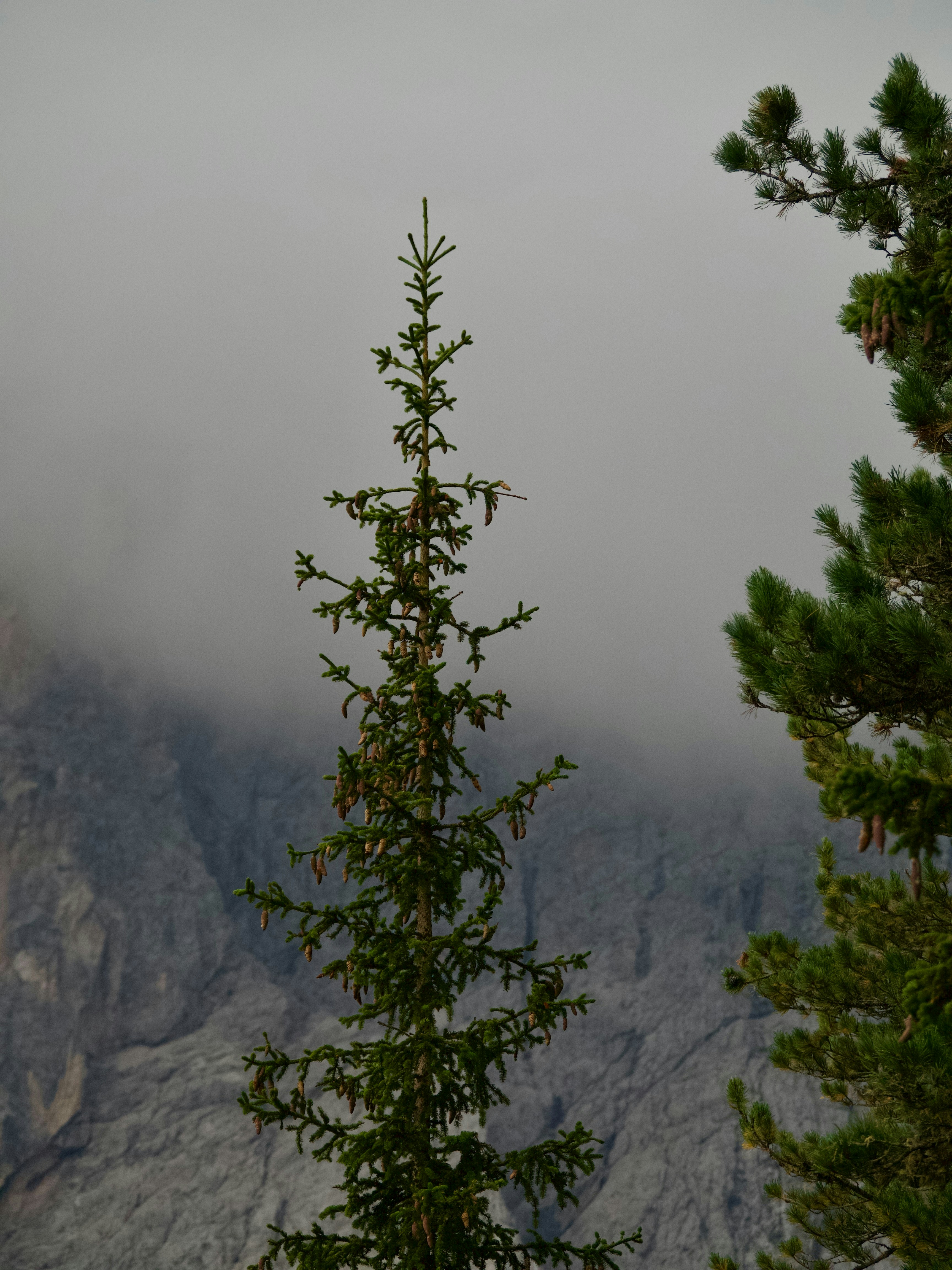 Alpine Sentinel: A lone pine reaches toward a fog-kissed cliff