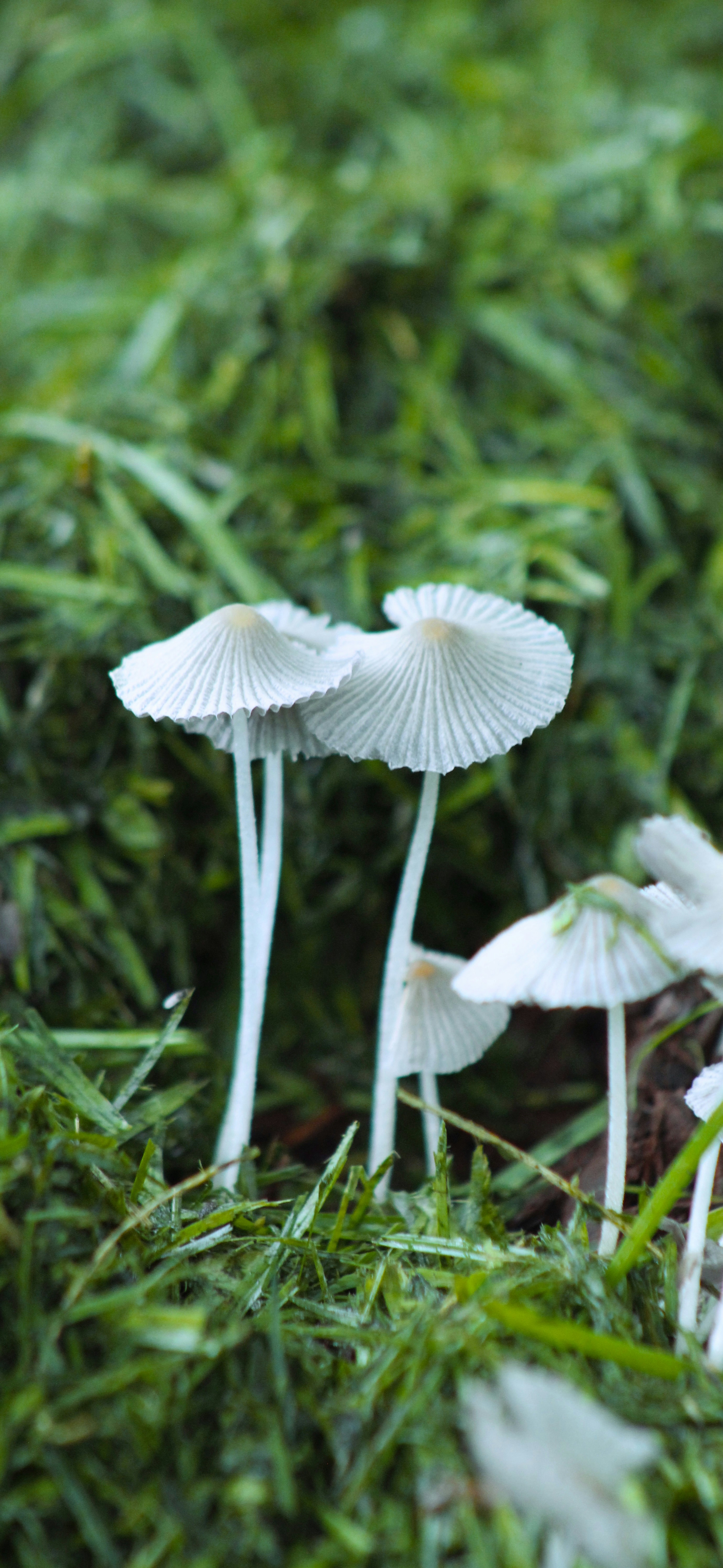 Whispering Mushrooms: A Delicate Stand in the Green Field