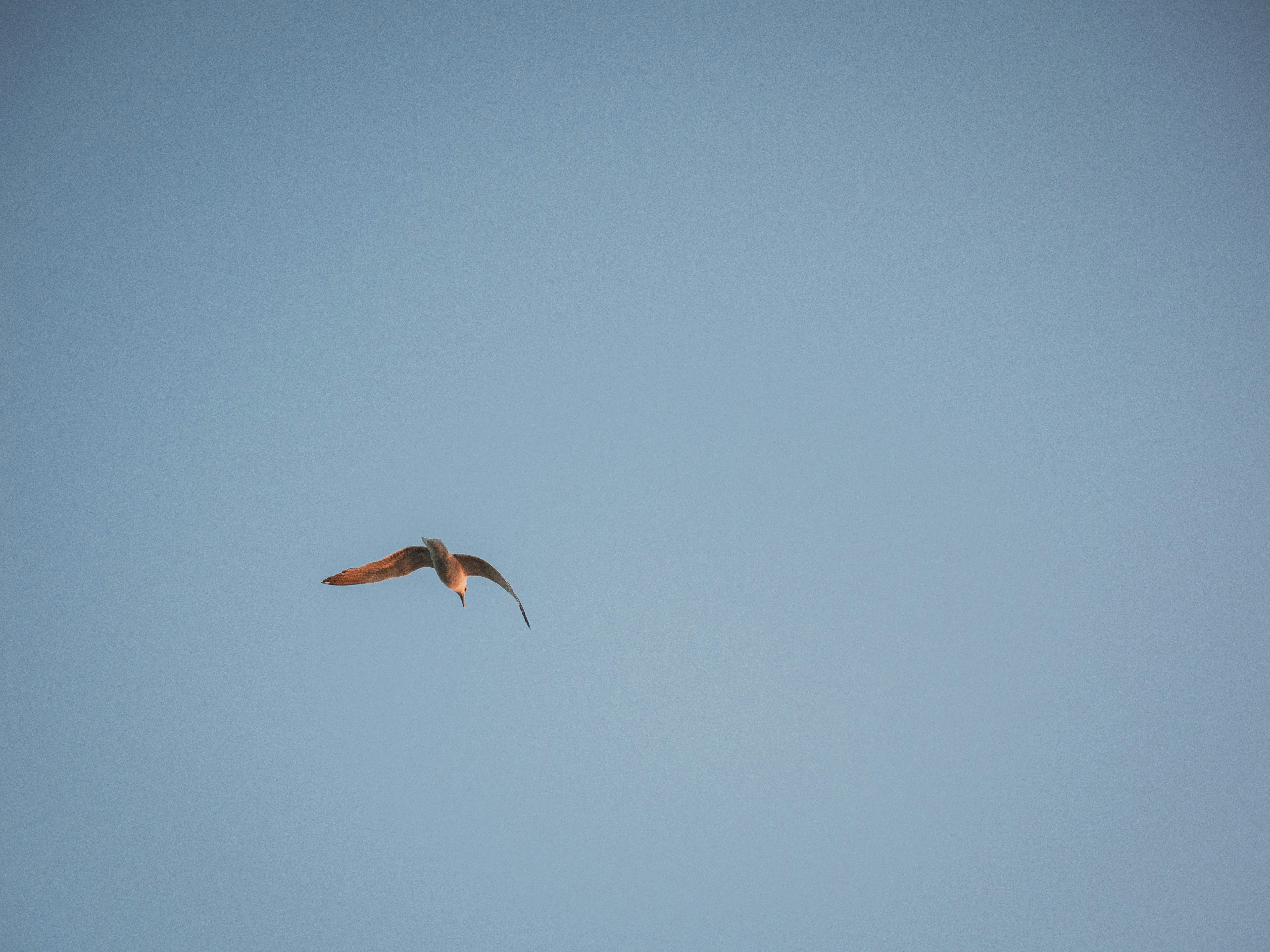 Mid‑flight silhouette: a lone seabird crossing a pale blue expanse