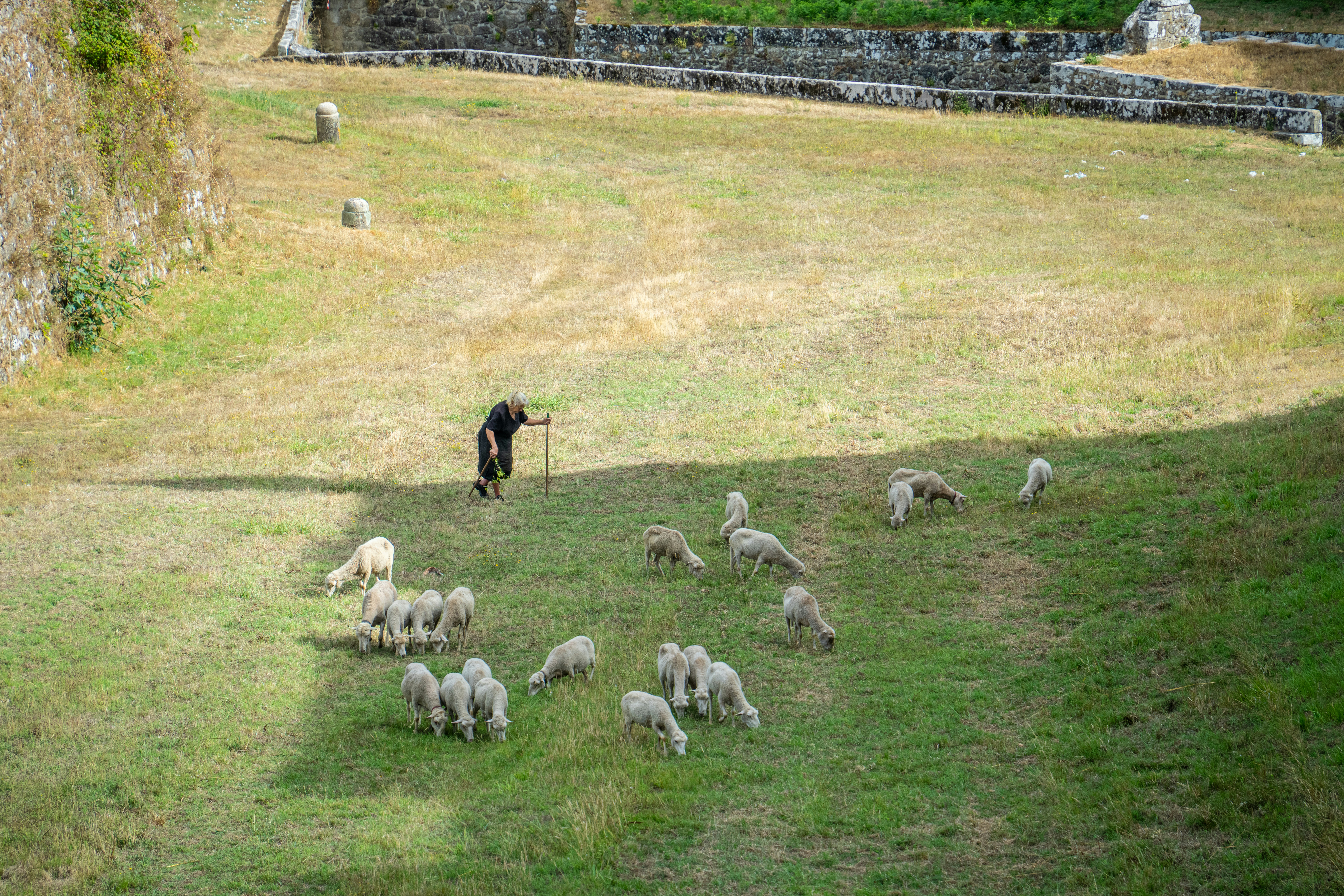 Pasture Herd: A Lone Shepherd Guides Flock Across a Sunlit Slope