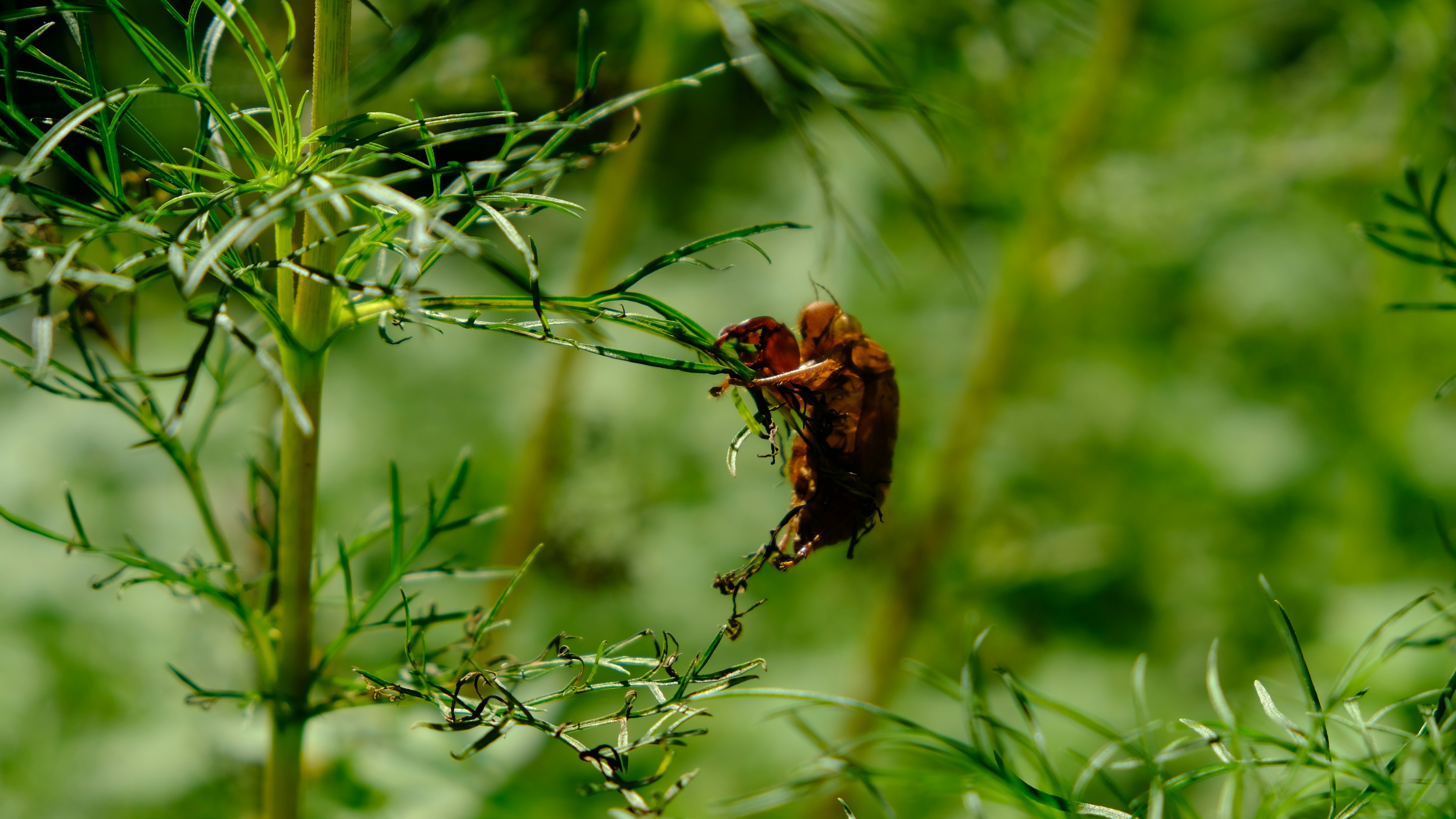 Withered Leaf Adrift Among Spine and Green