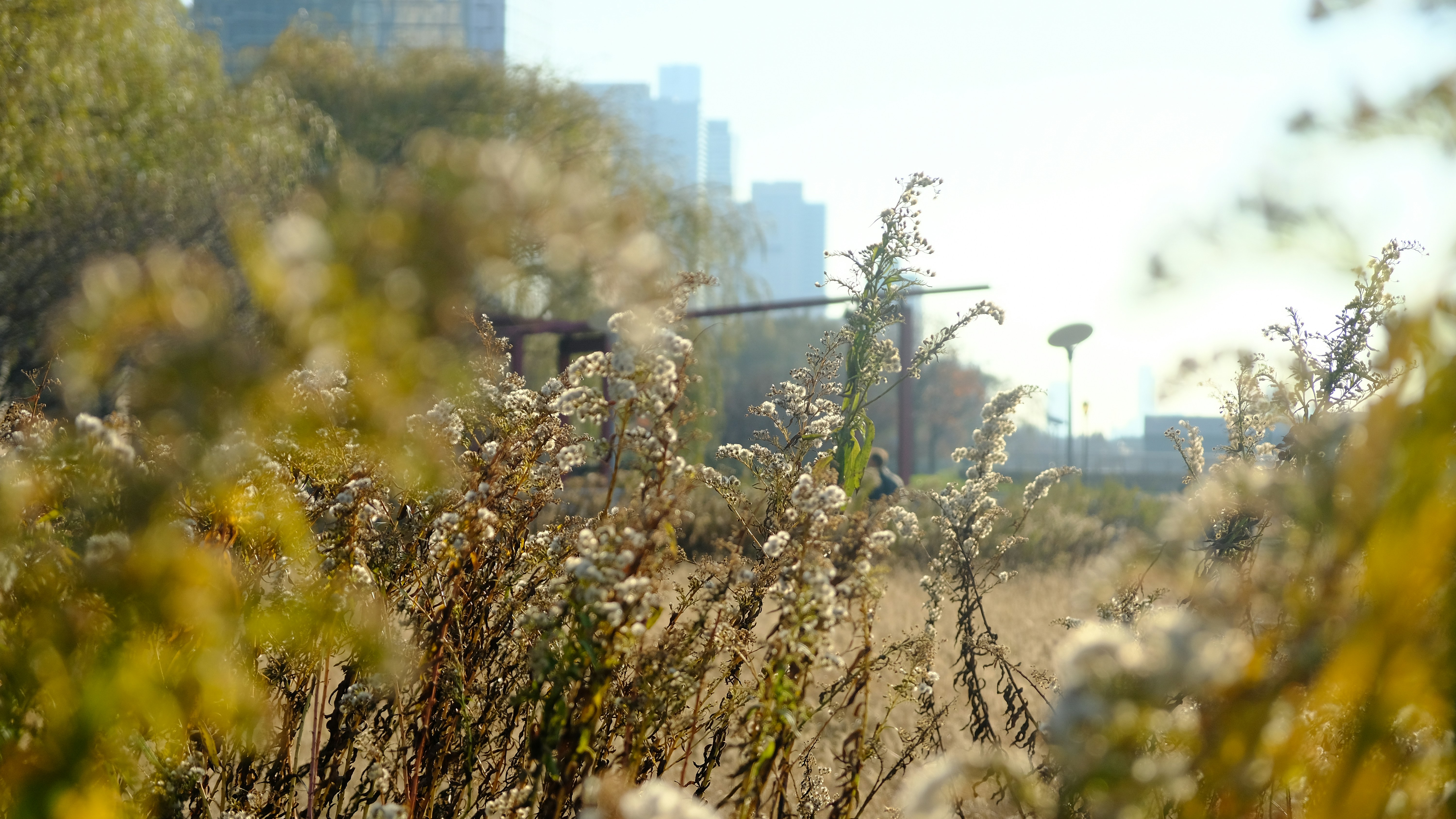 Sunlit Field with Urban Silhouette