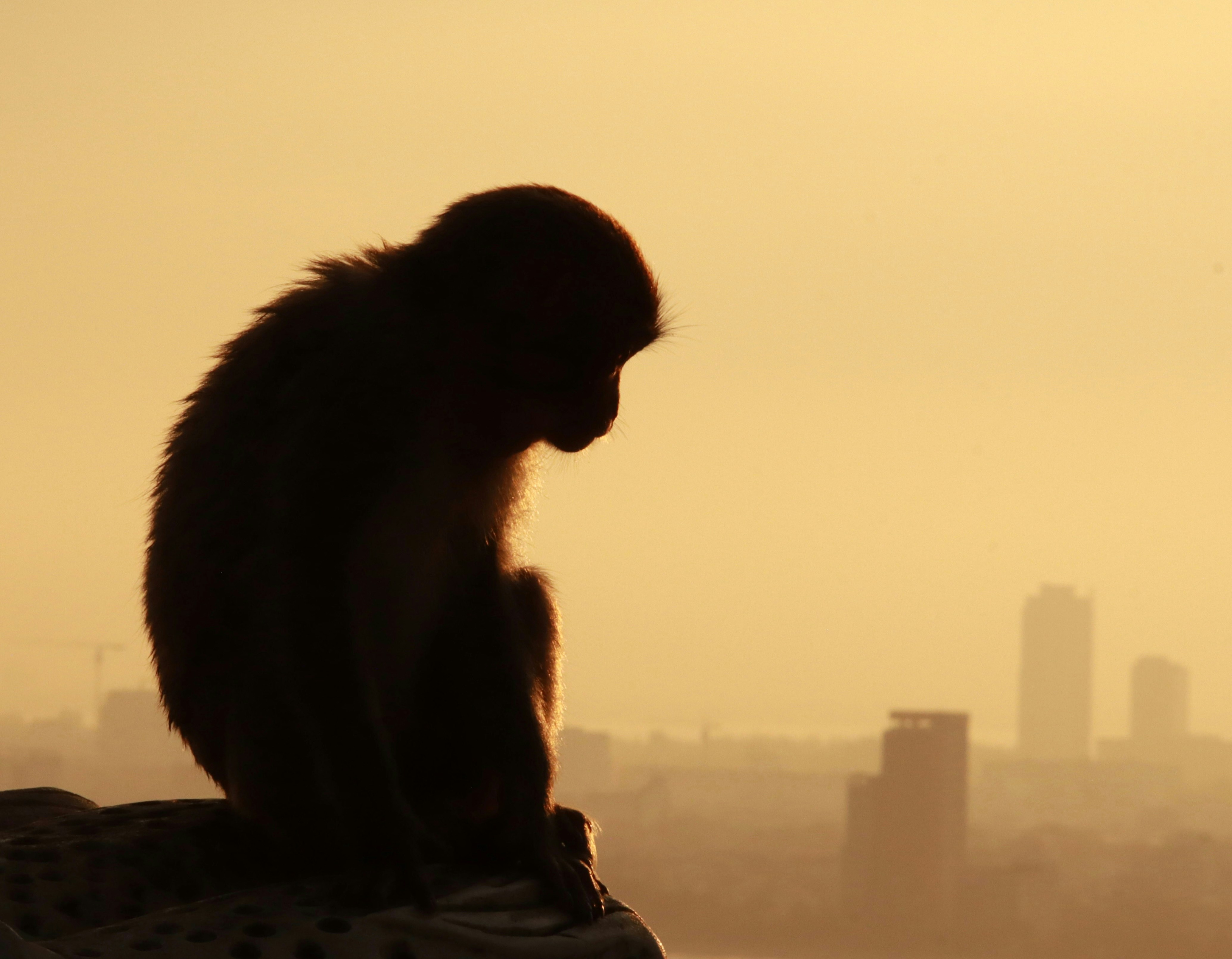 Silhouette of a lone monkey against a hazy city sunset