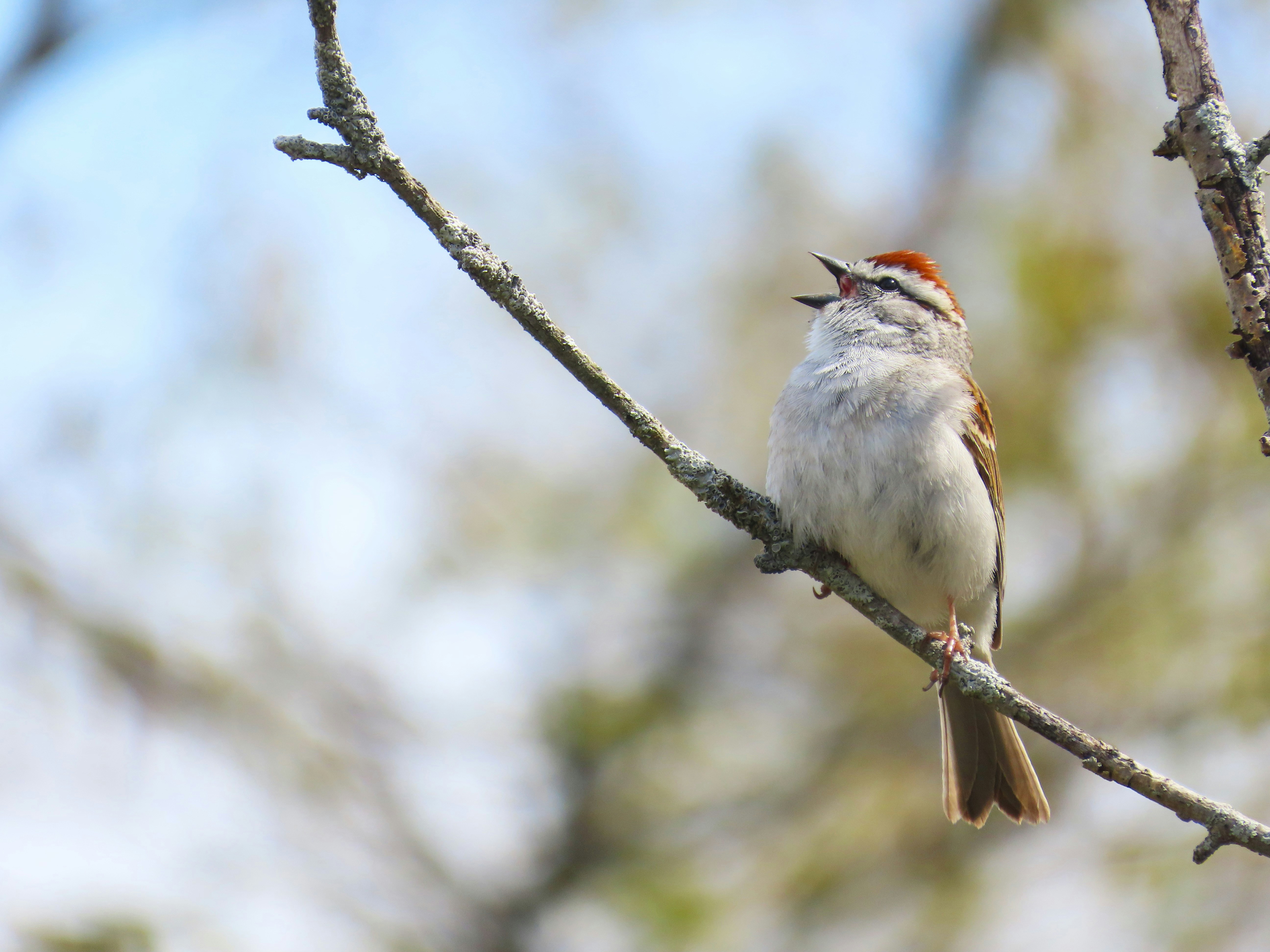 Songbird on a Branch: a crisp portrait against a pale spring backdrop