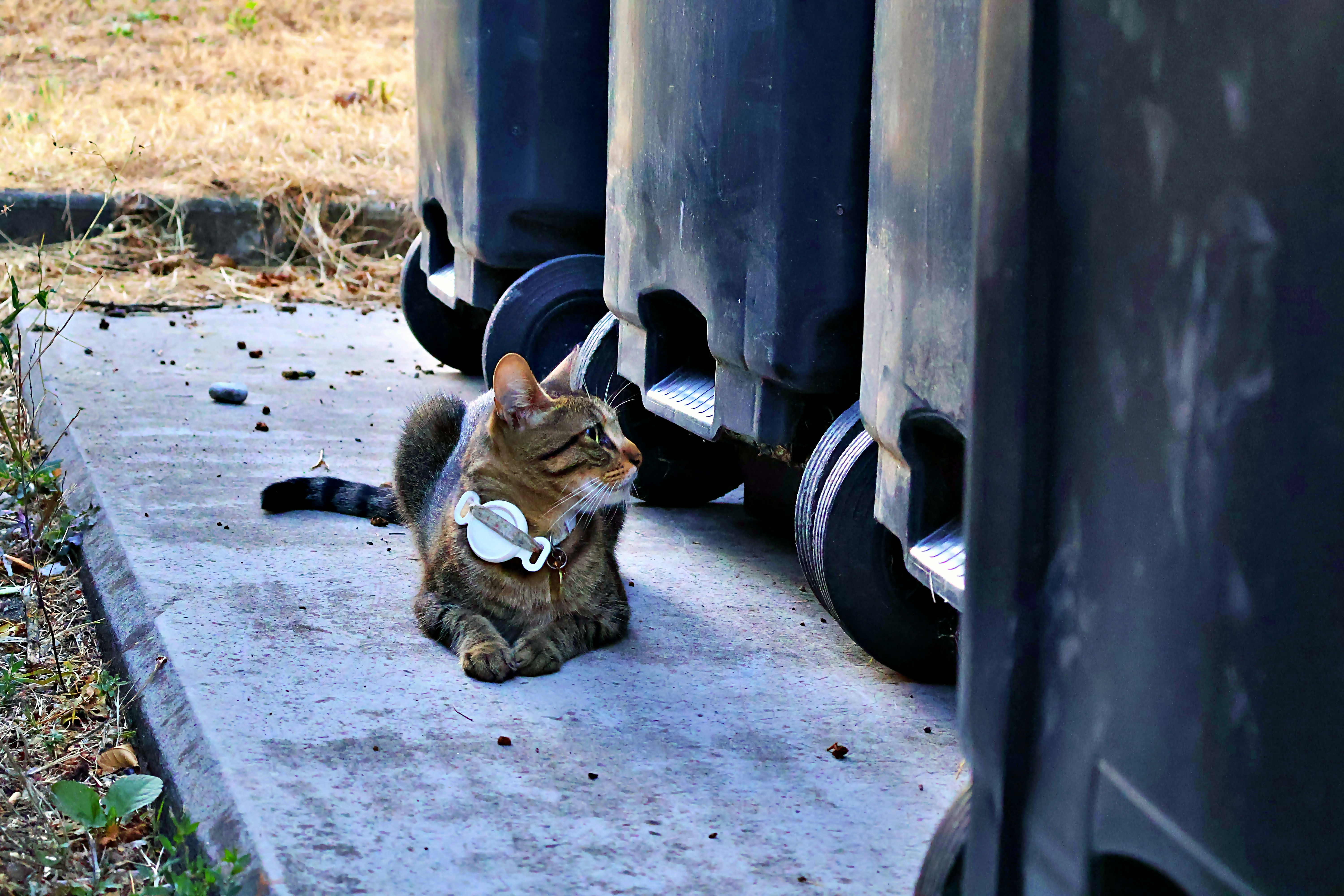 A cat with a white collar sits calmly on a concrete platform beside large trash bins, the scene captured with natural outdoor lighting.