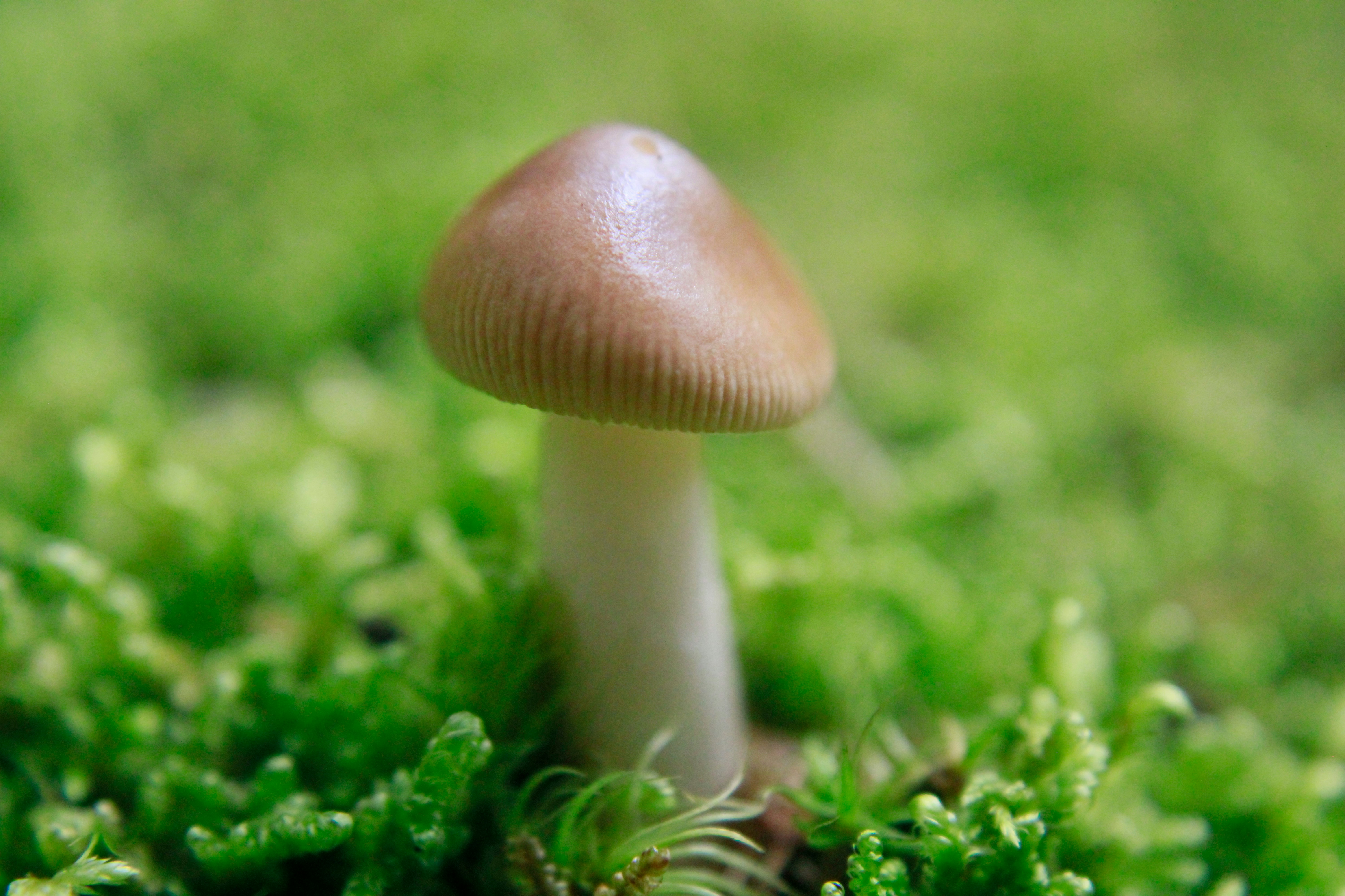 Close-up of a single mushroom emerging from mossy ground, with a soft green background and shallow depth of field.