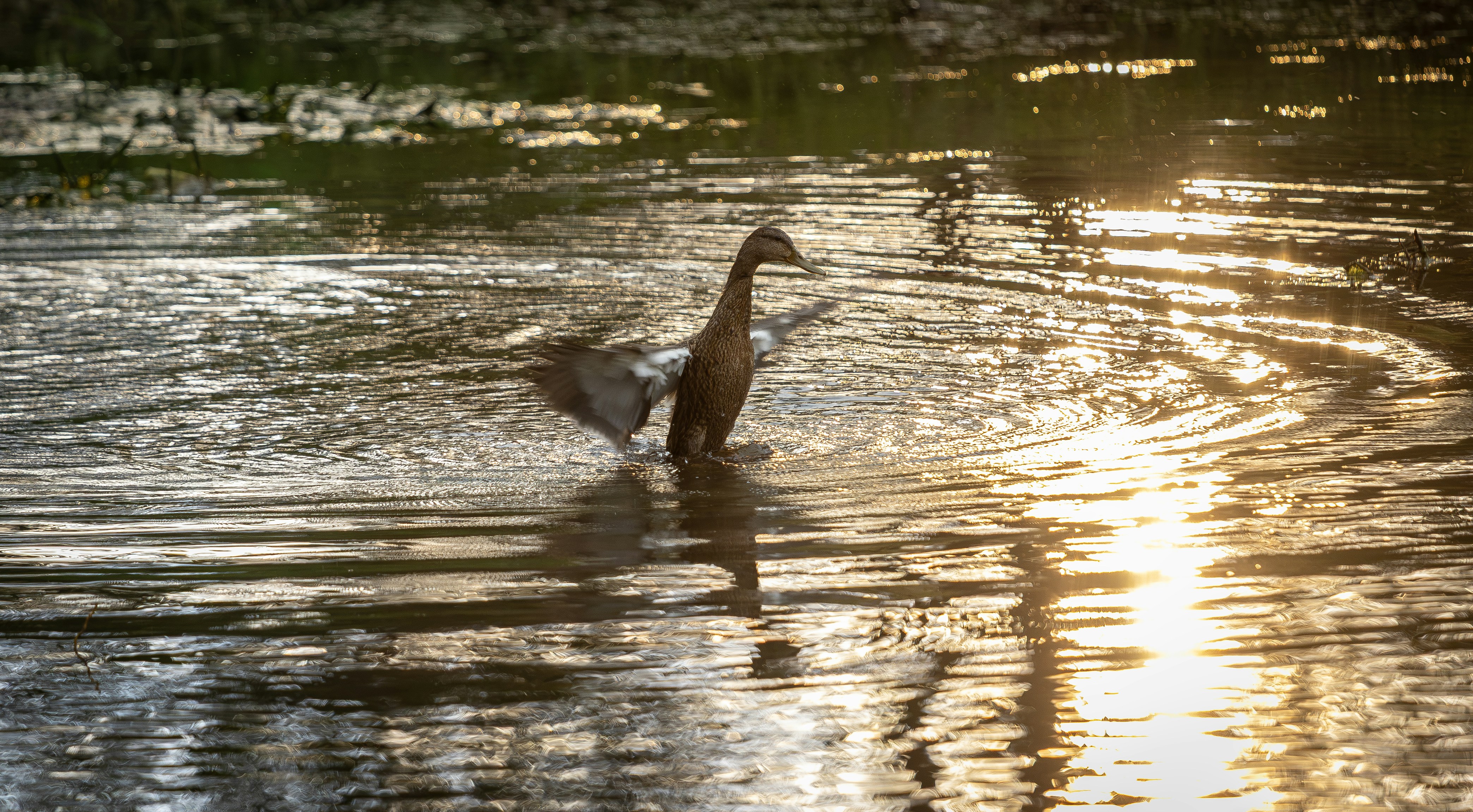 A heron-like waterfowl creates ripples at dawn with sunlit water reflecting gold, highlighting the bird's movement in a tranquil pond. Simple, natural scene with focus on the bird and shimmering water texture.