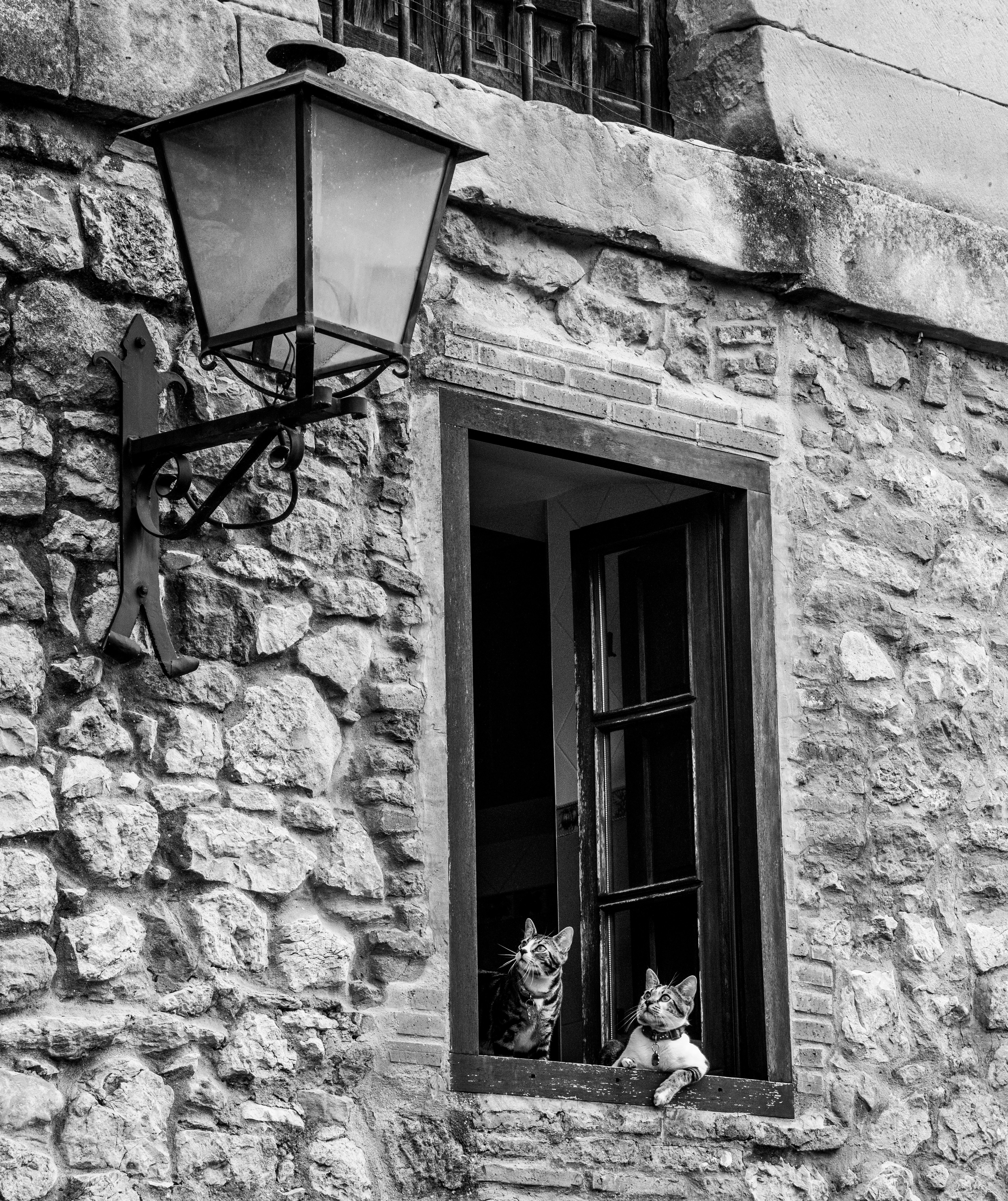 Cats at the Window: Quiet Gaze from the Stone Facade