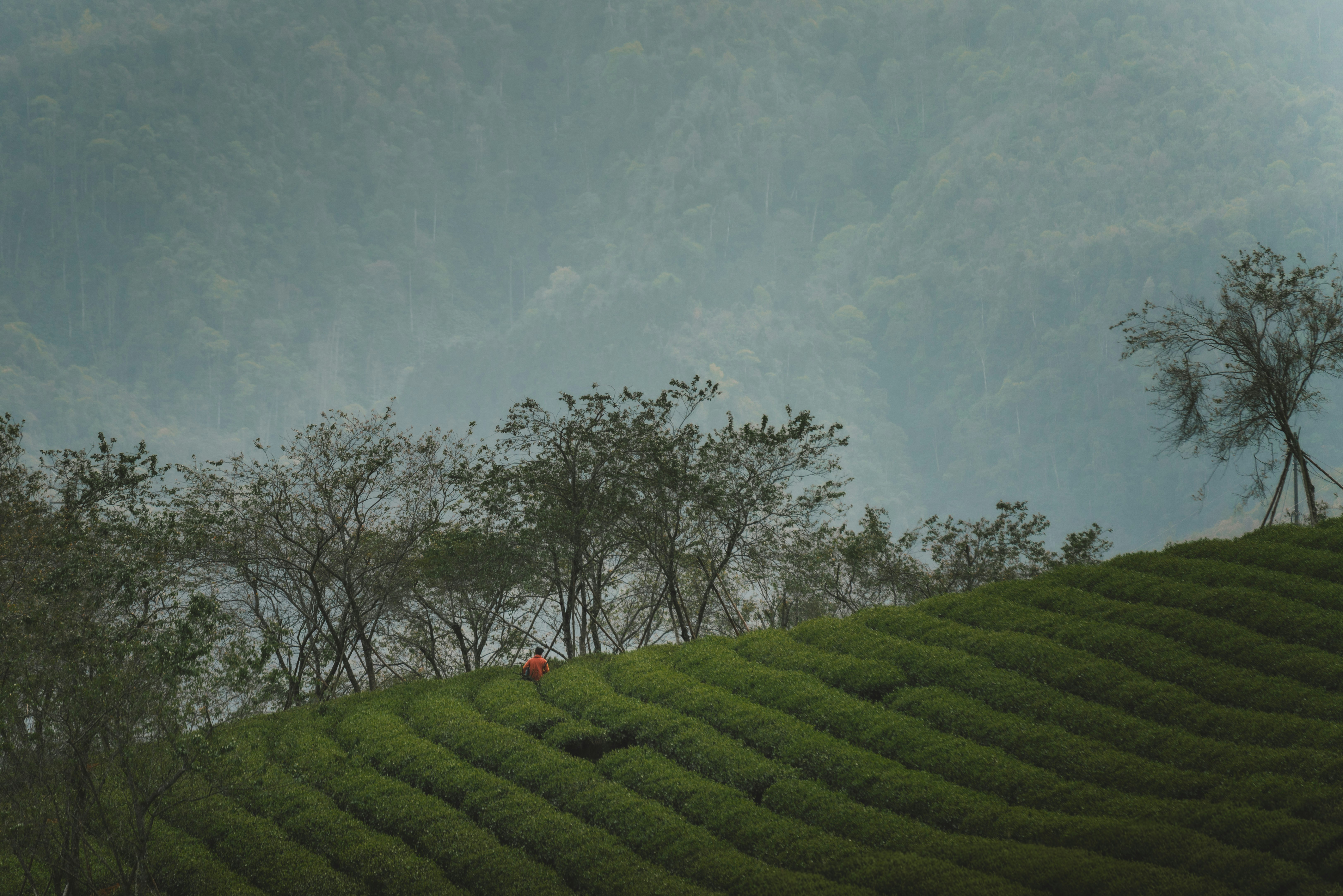 Rows of Emerald Slopes Under a Quiet Valley