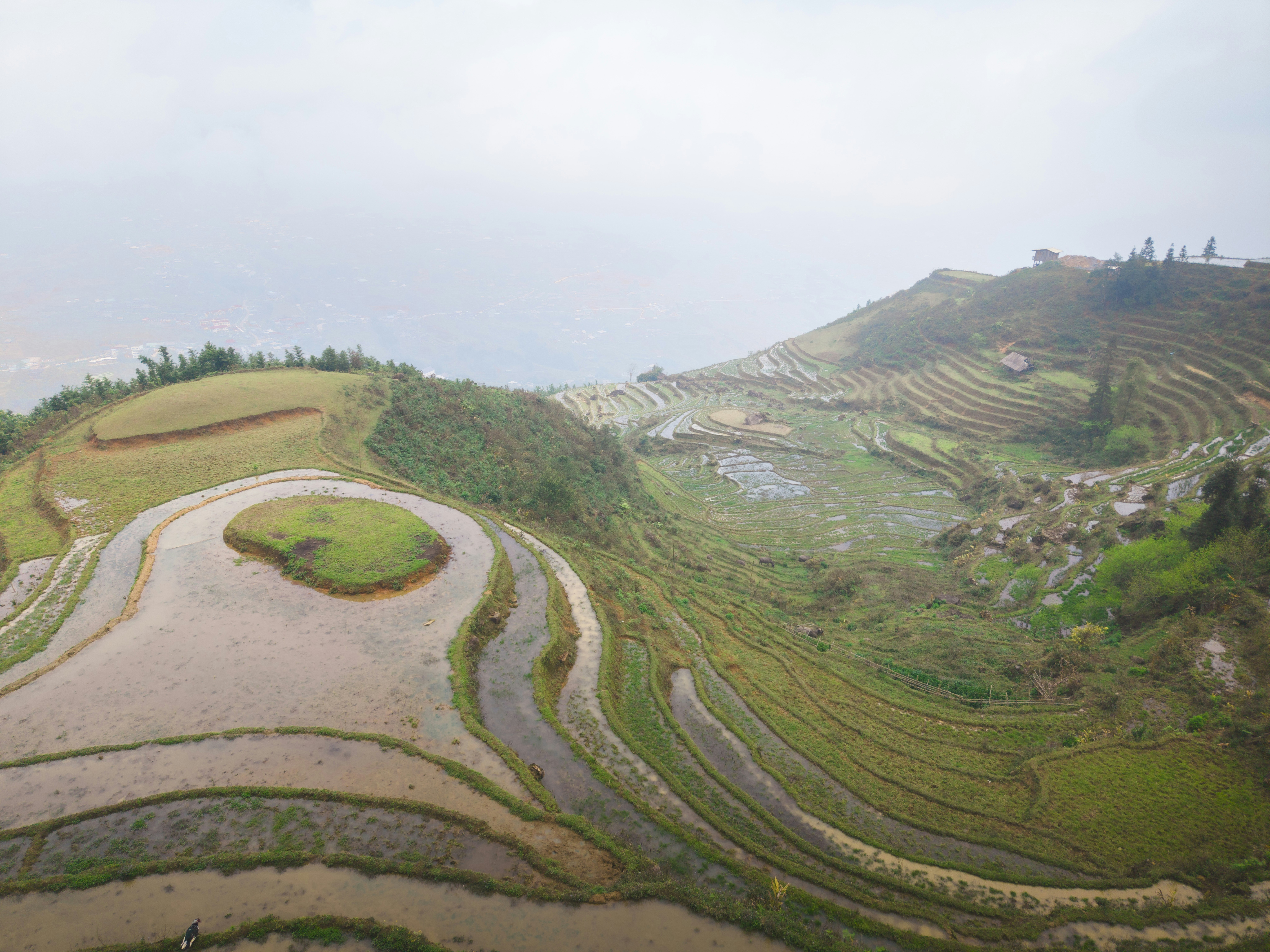 Terraced Hillside Meander under Mist
