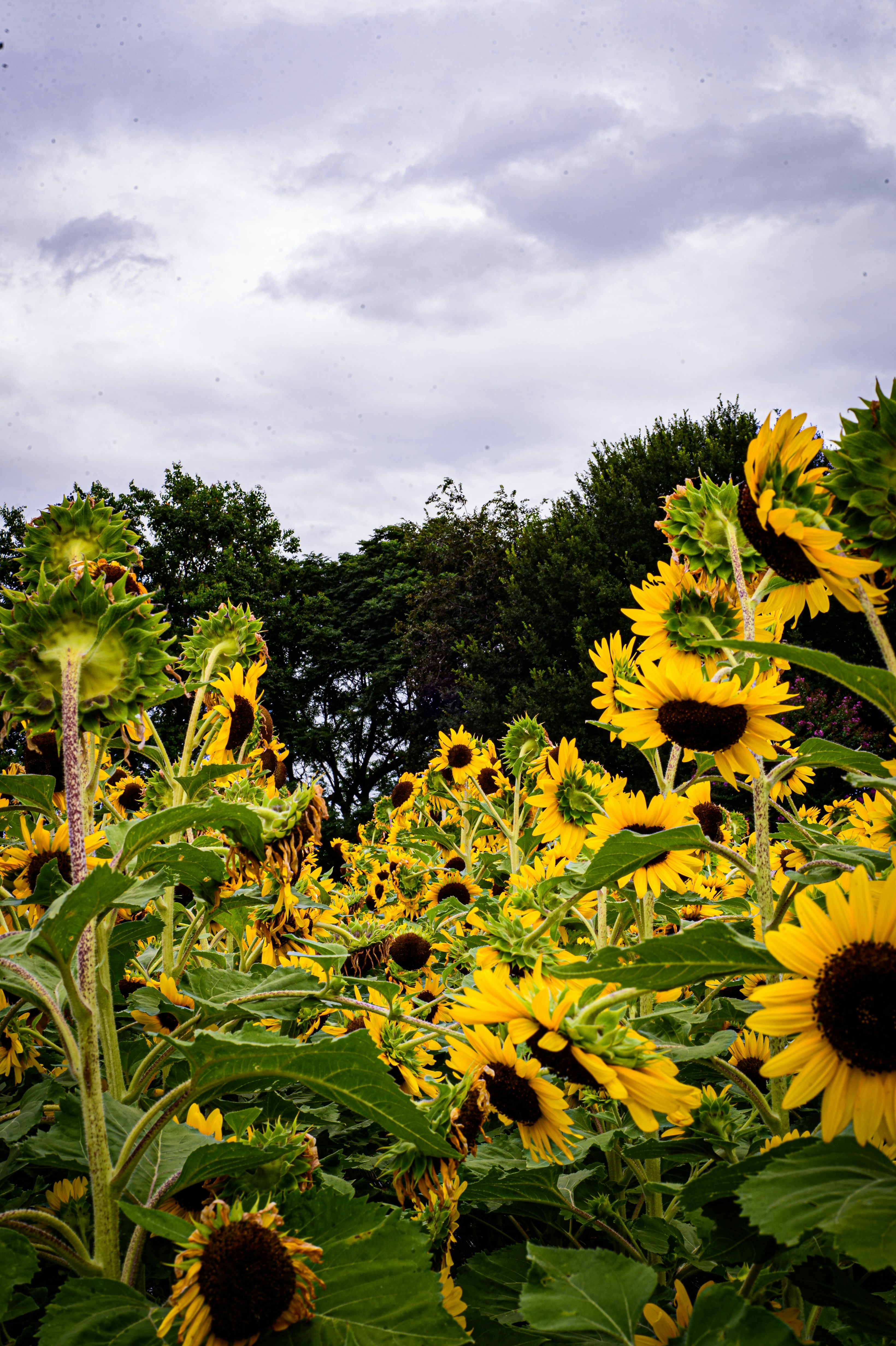 A dense field of vibrant sunflowers stretches toward a moody sky, with a treeline backdrop and lush green leaves framing the bright yellow blooms. The scene emphasizes natural color and plant texture.