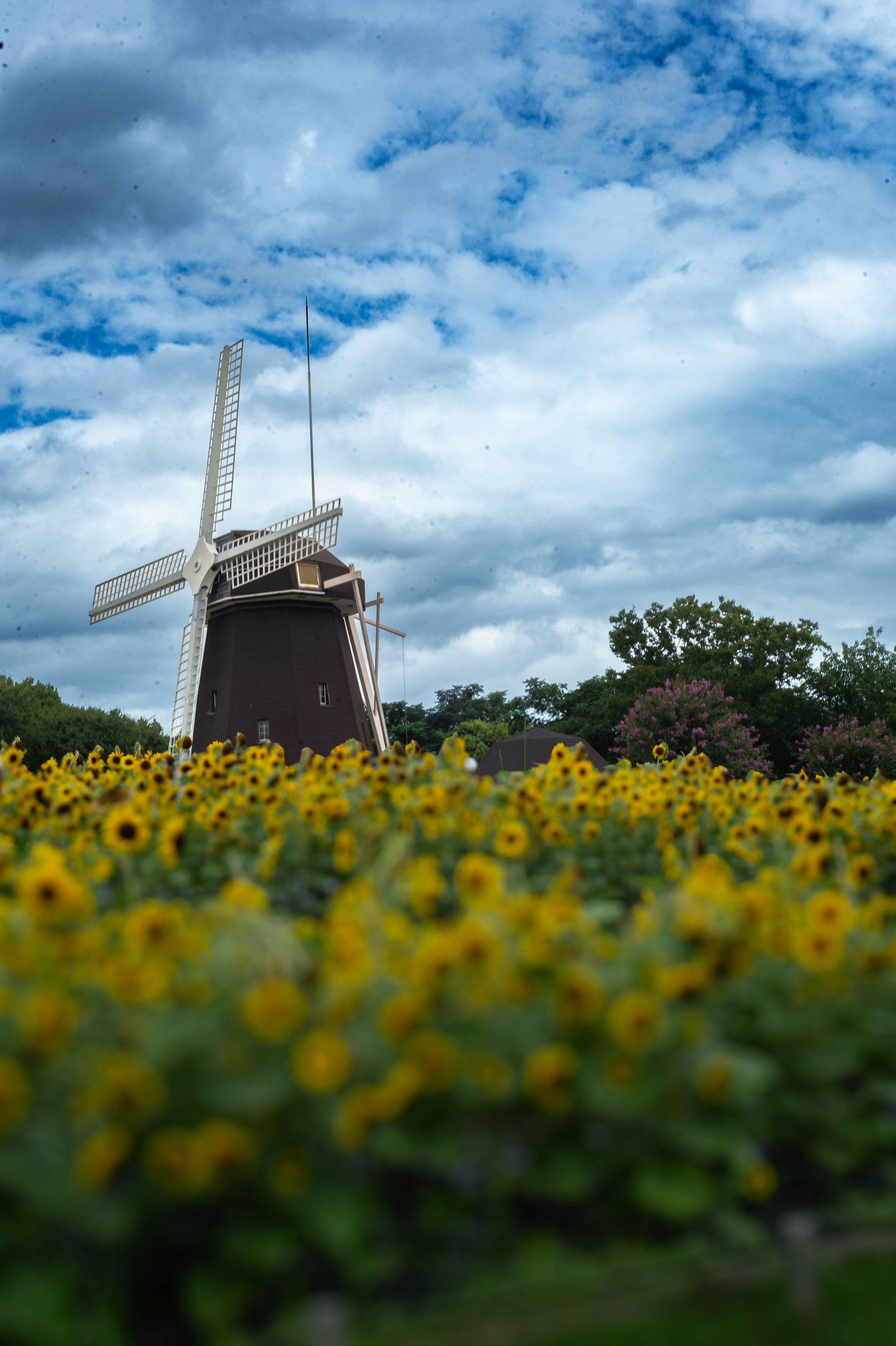 Golden Field, Silent Windmill