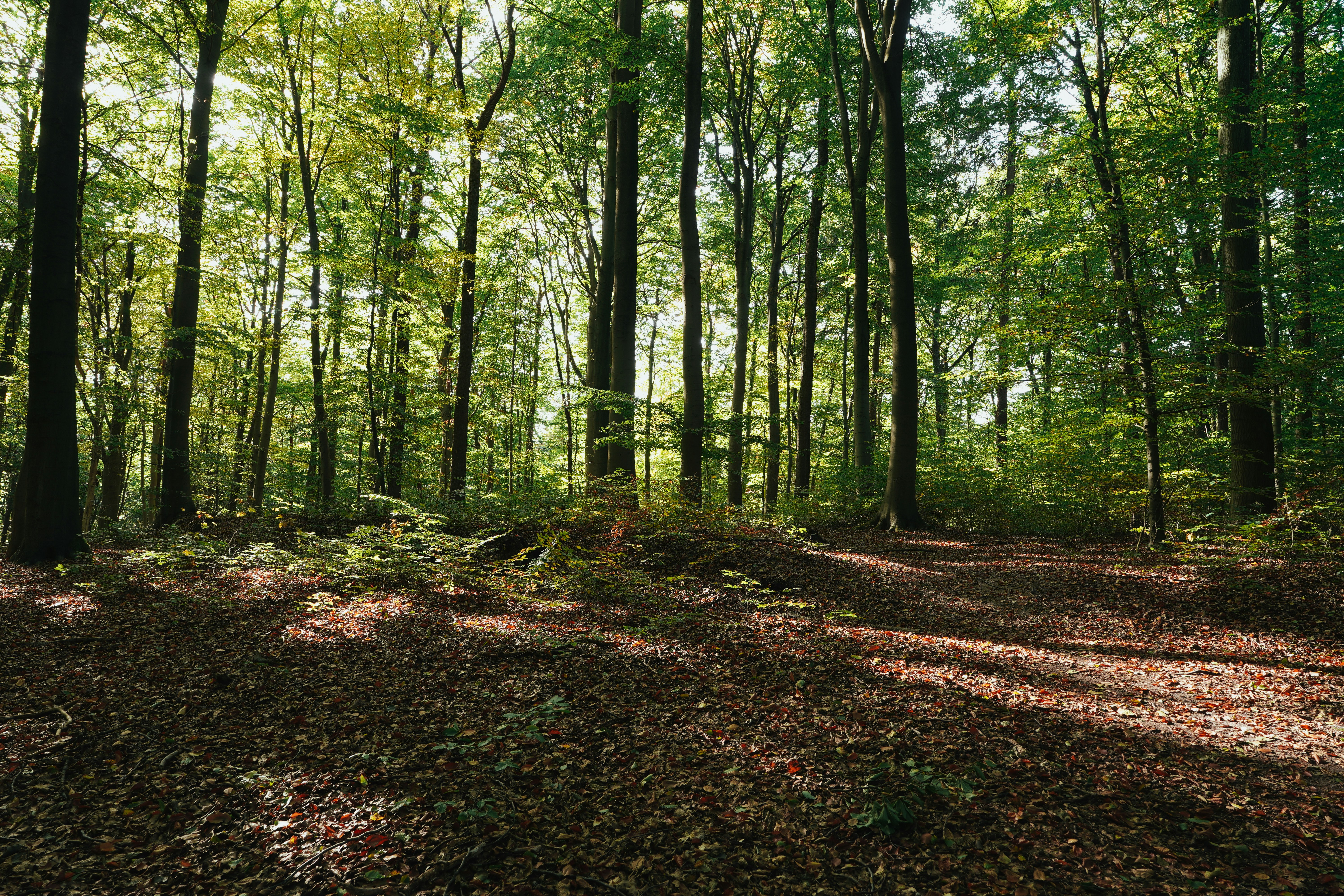 Sunlit Break Through a Canopy: Forest Floor in Dappled Light