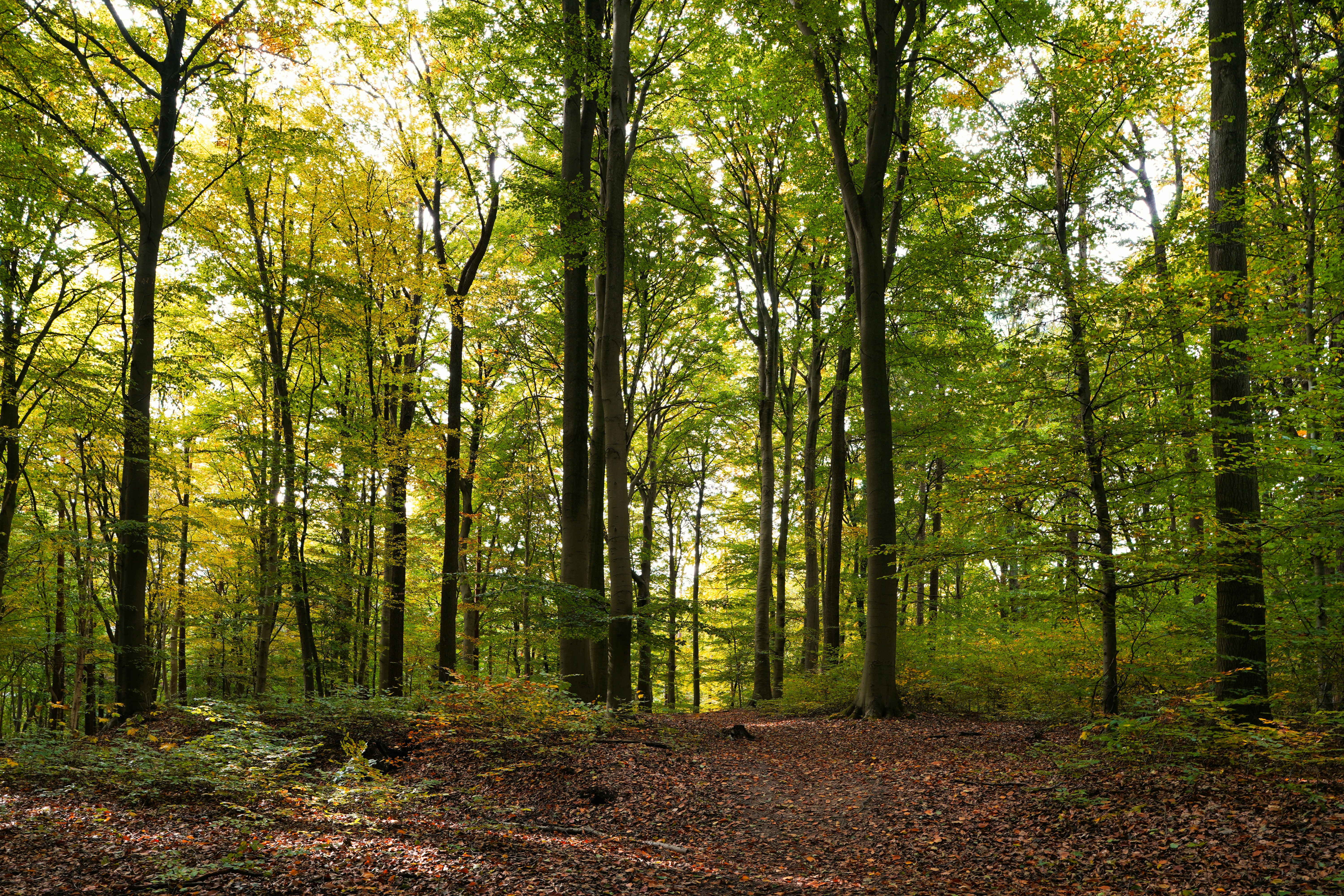 Autumn Forest Path: Golden Light Filtering Through a Quiet Corridor