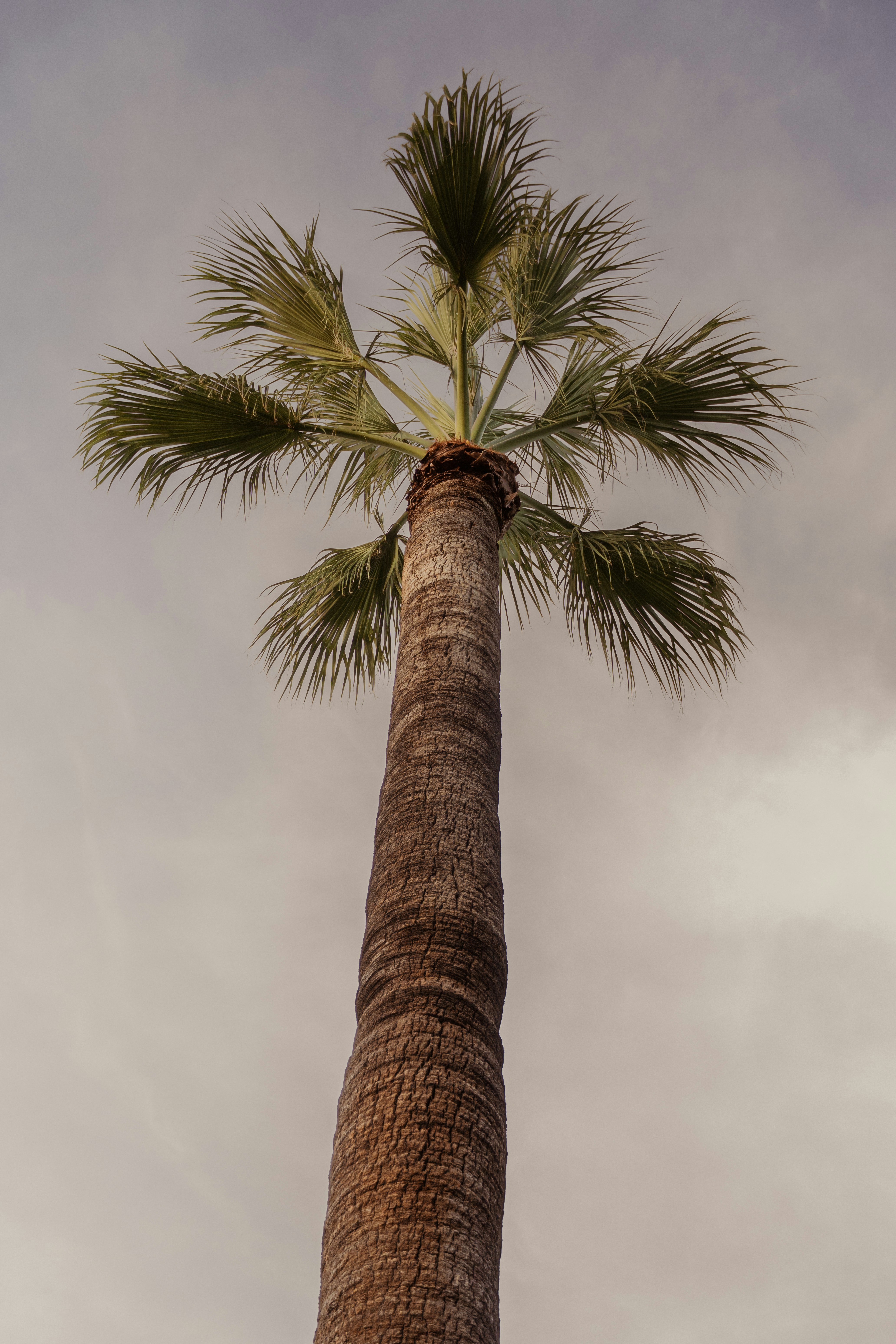 Skyward Palm: A Portrait of Strength Against a Quiet Sky