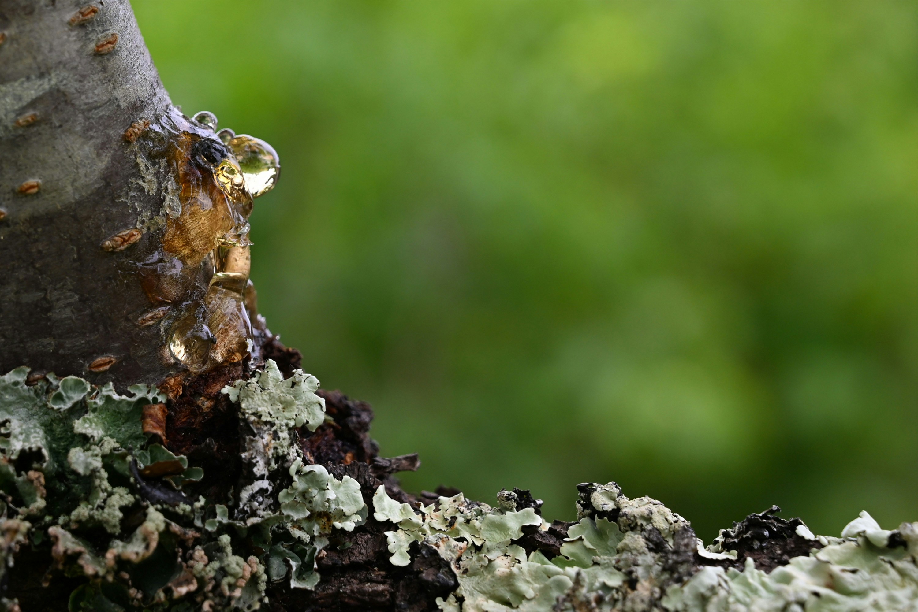 Lichen-clad Tree Trunk: A Quiet Moment of Growth