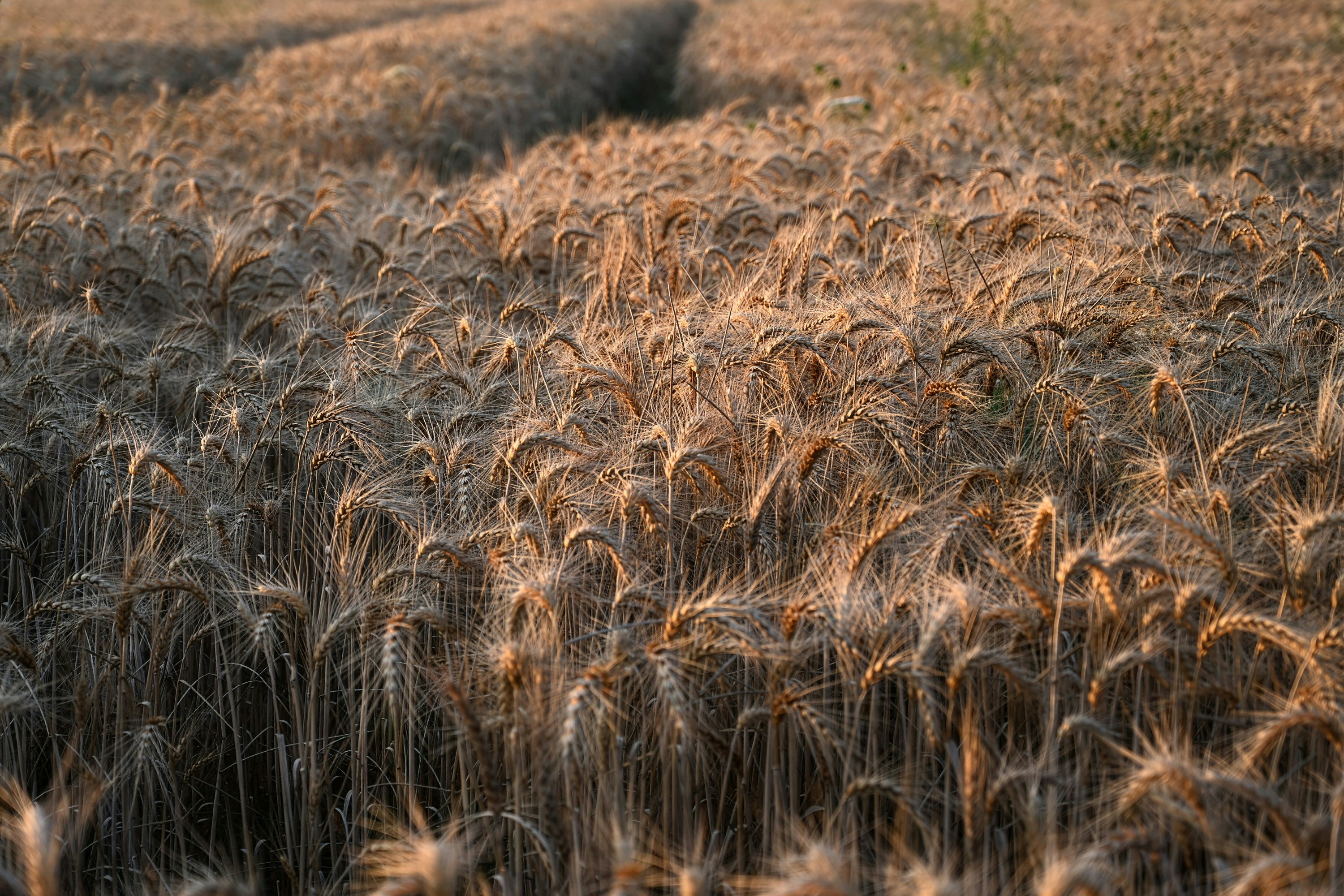 Golden Gossamer: Wheat Heads Catch the Evening Light