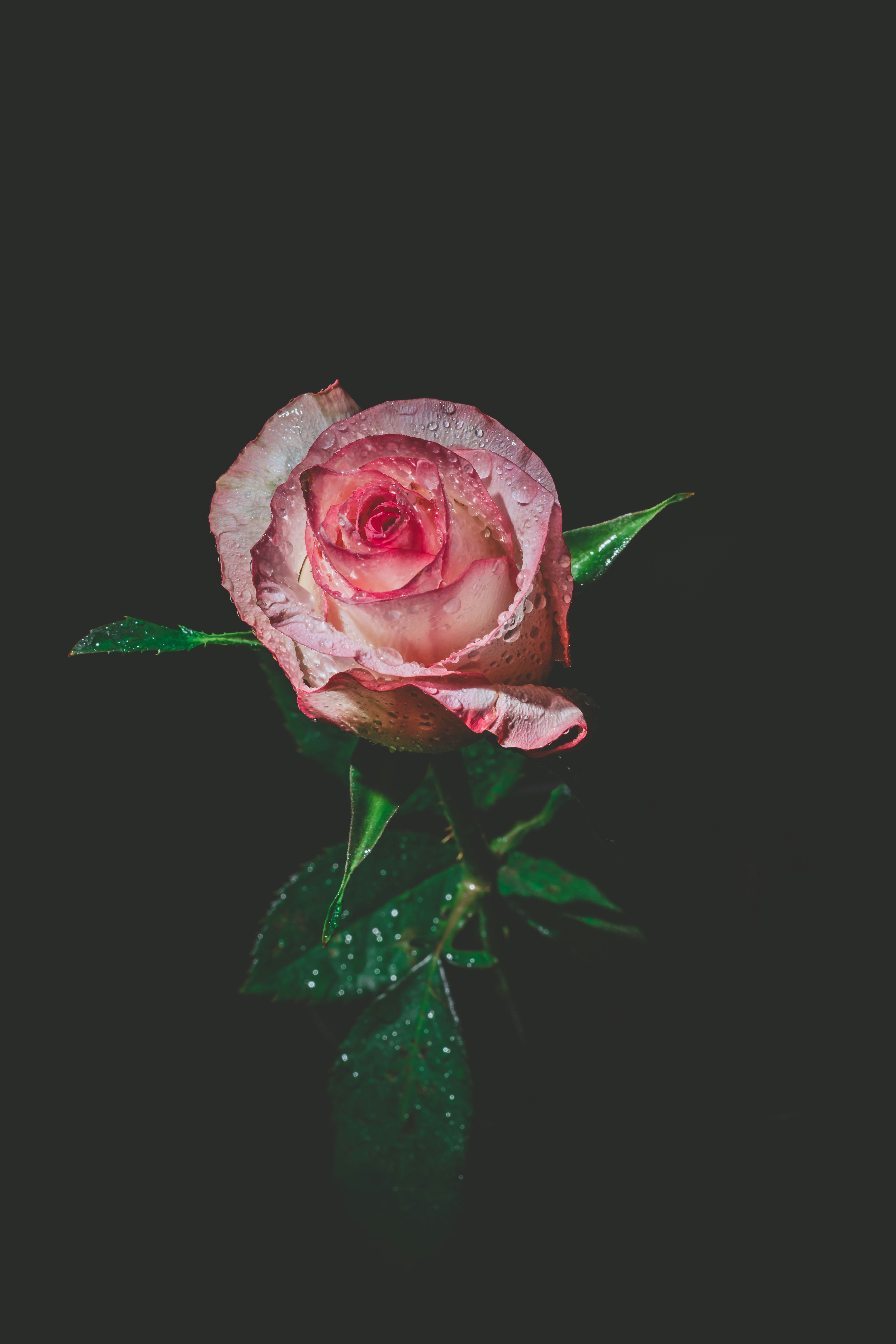 Rose in the Spotlight: A single bloom against darkness