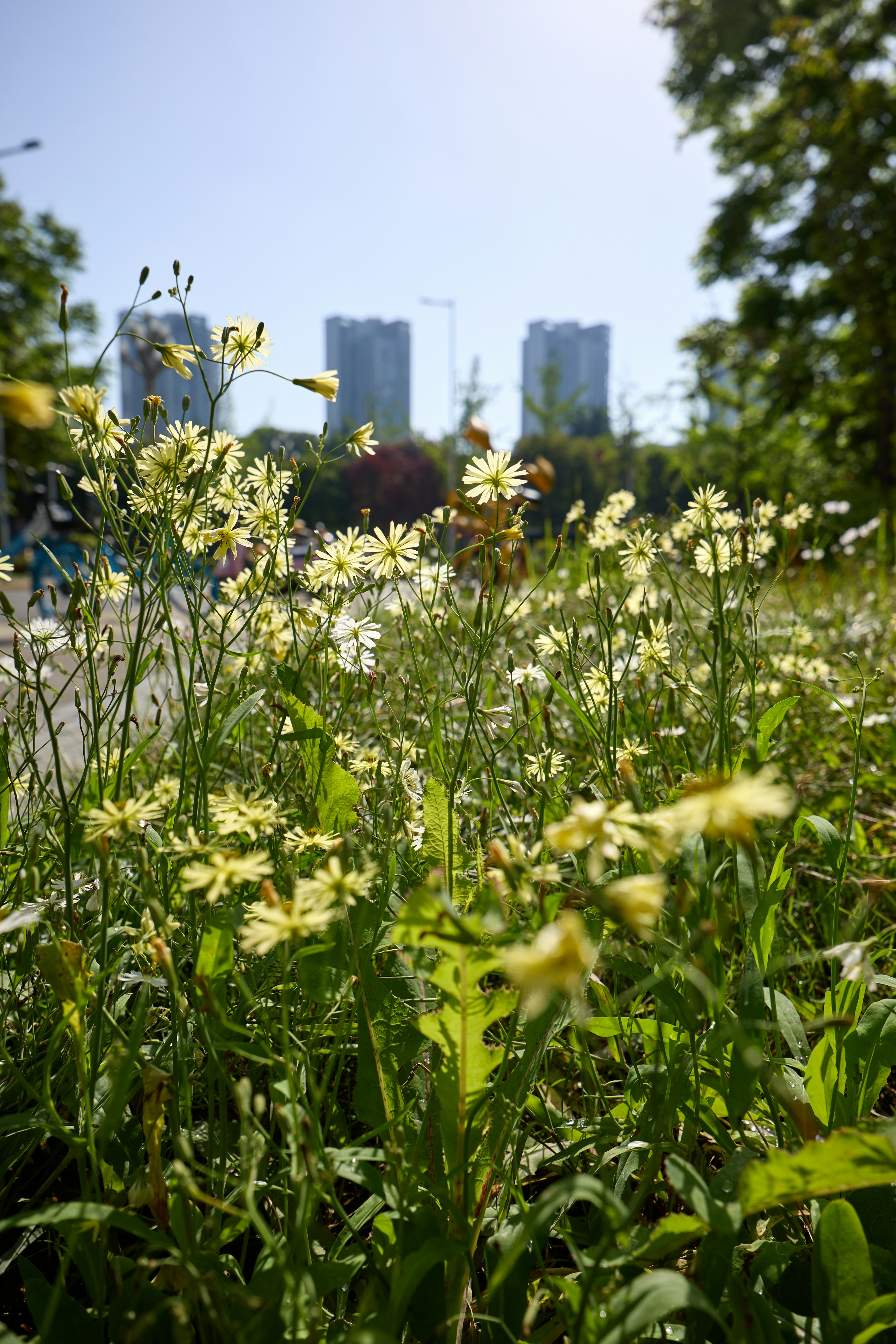 Field of pale blooms with city skyline emerging beyondLi Zim