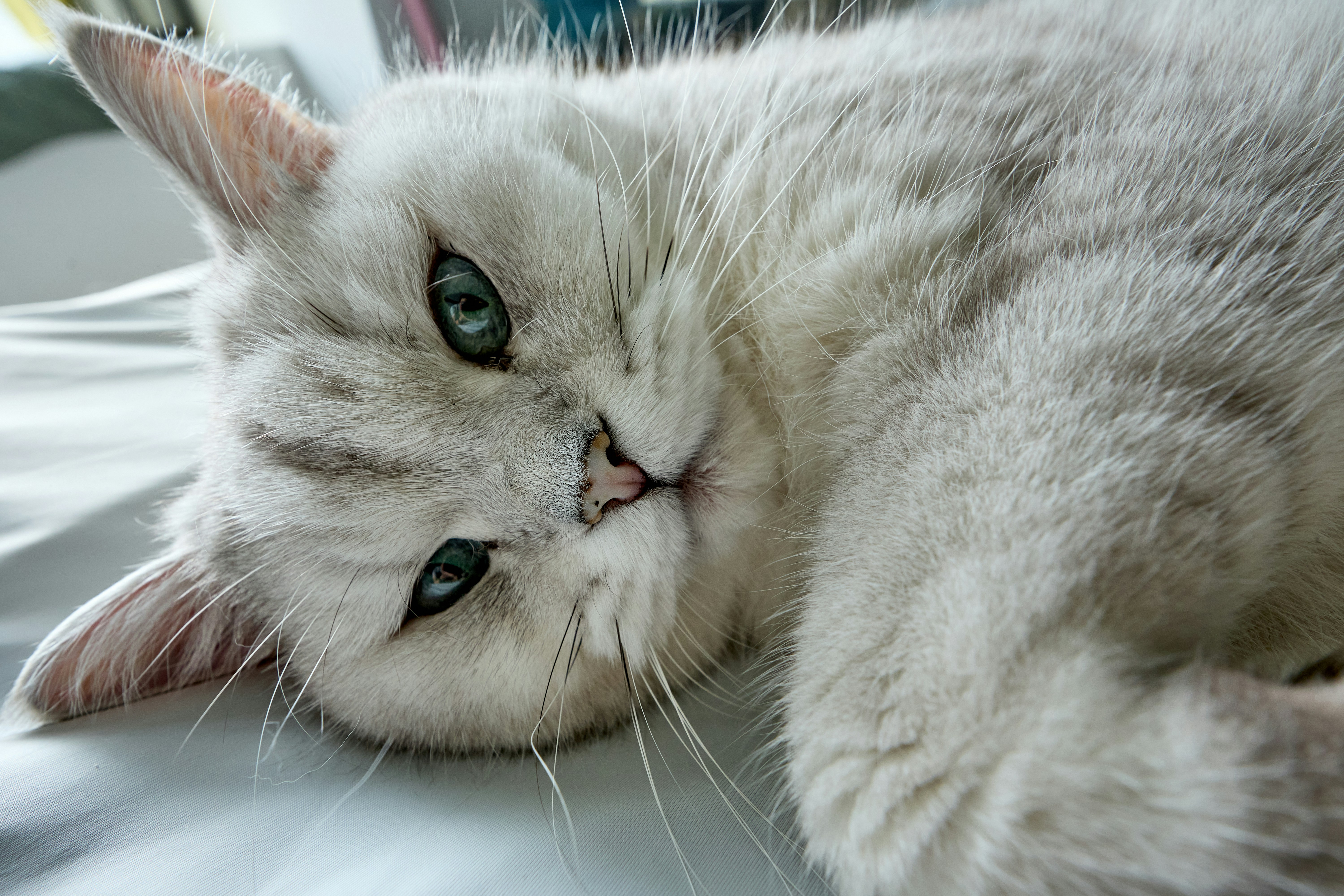 Close‑up of a calm gray cat resting on a soft white surface
