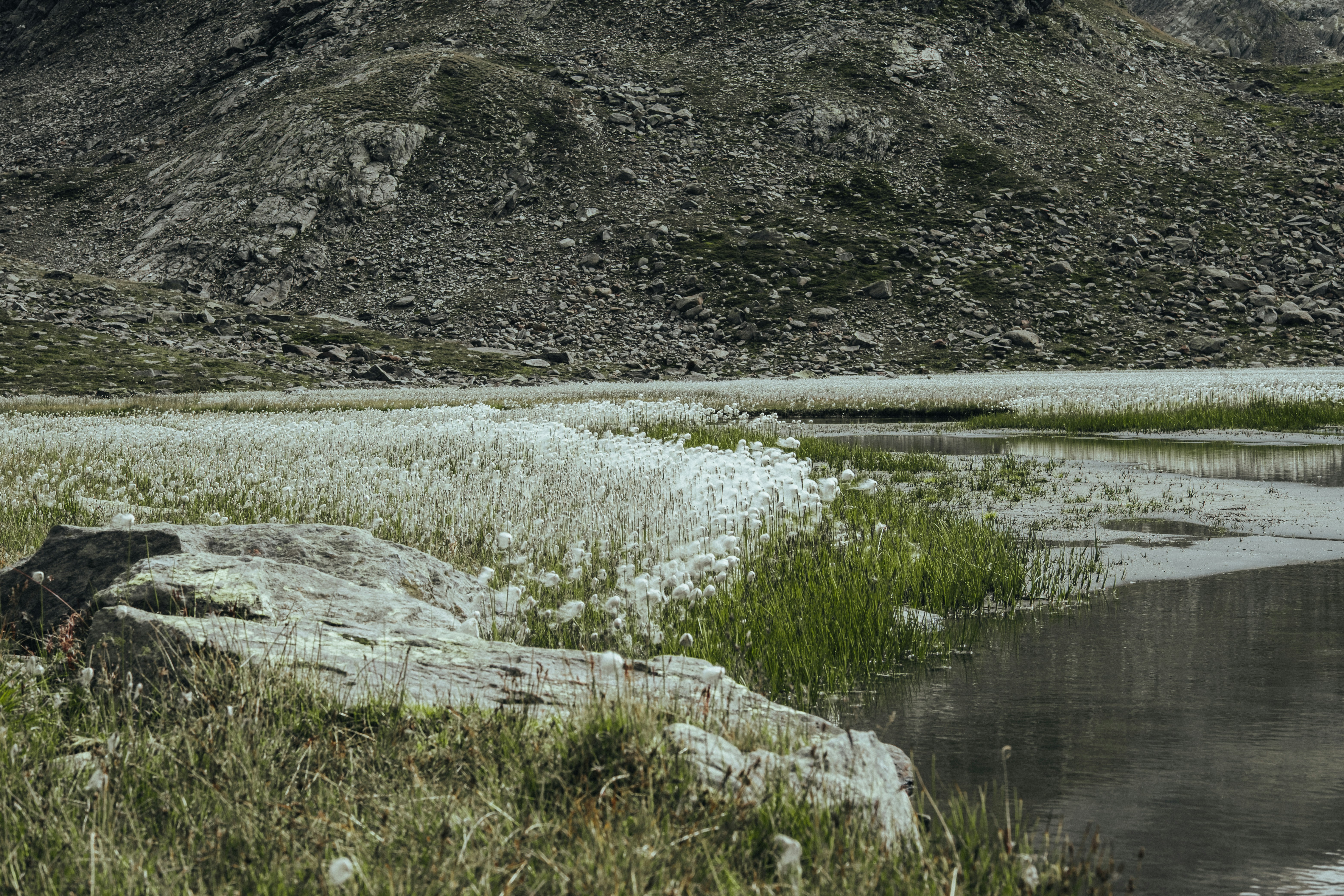 Quiet tundra bloom beside a still reflective pool