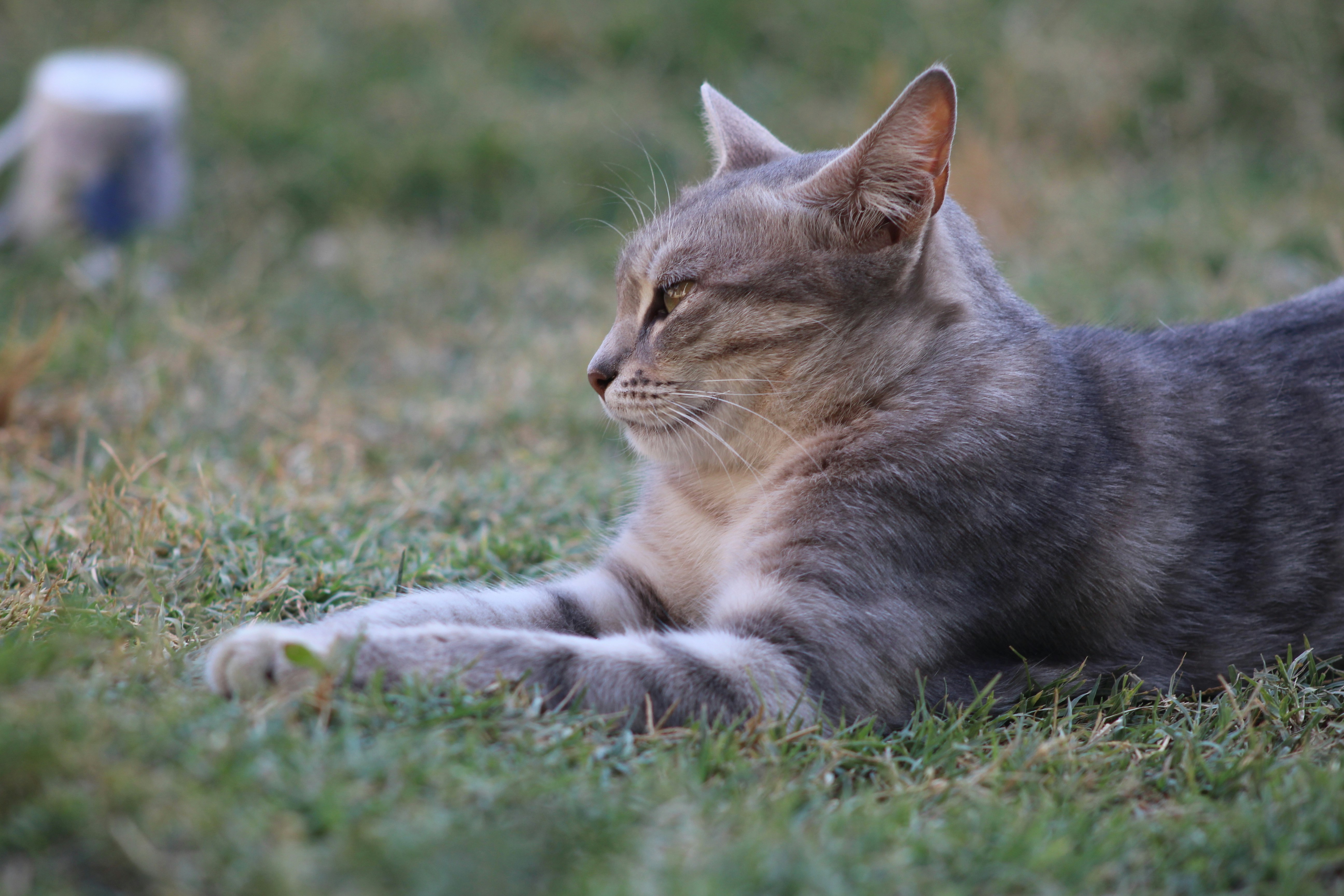 Lounge of a Grey Hunter: A Quiet Grass взгляд
