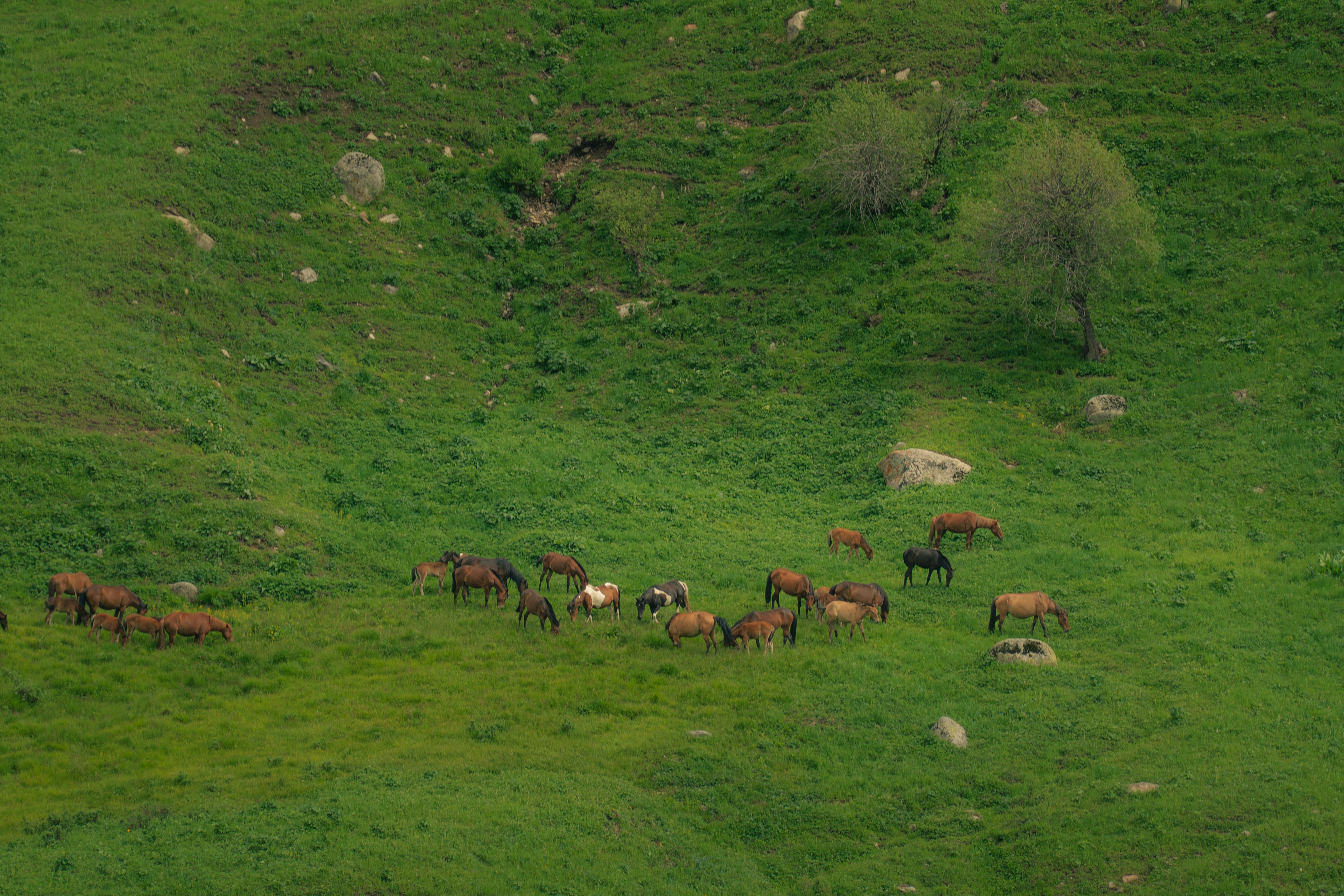 Grazing Ensemble on a Rolling Green Slope