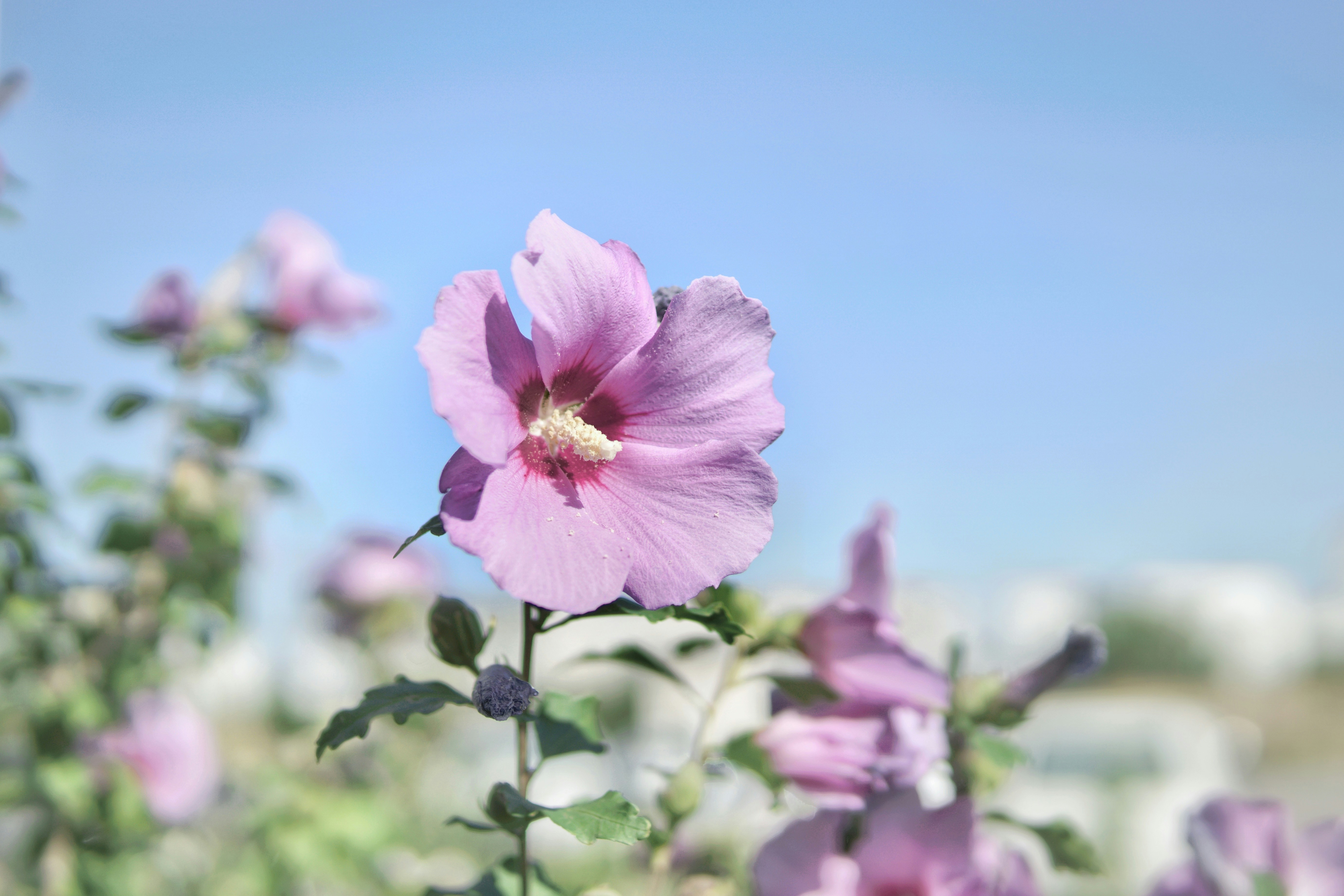 Bloom in Focus: A Pale Pink Hibiscus Reaches Toward Summer Light