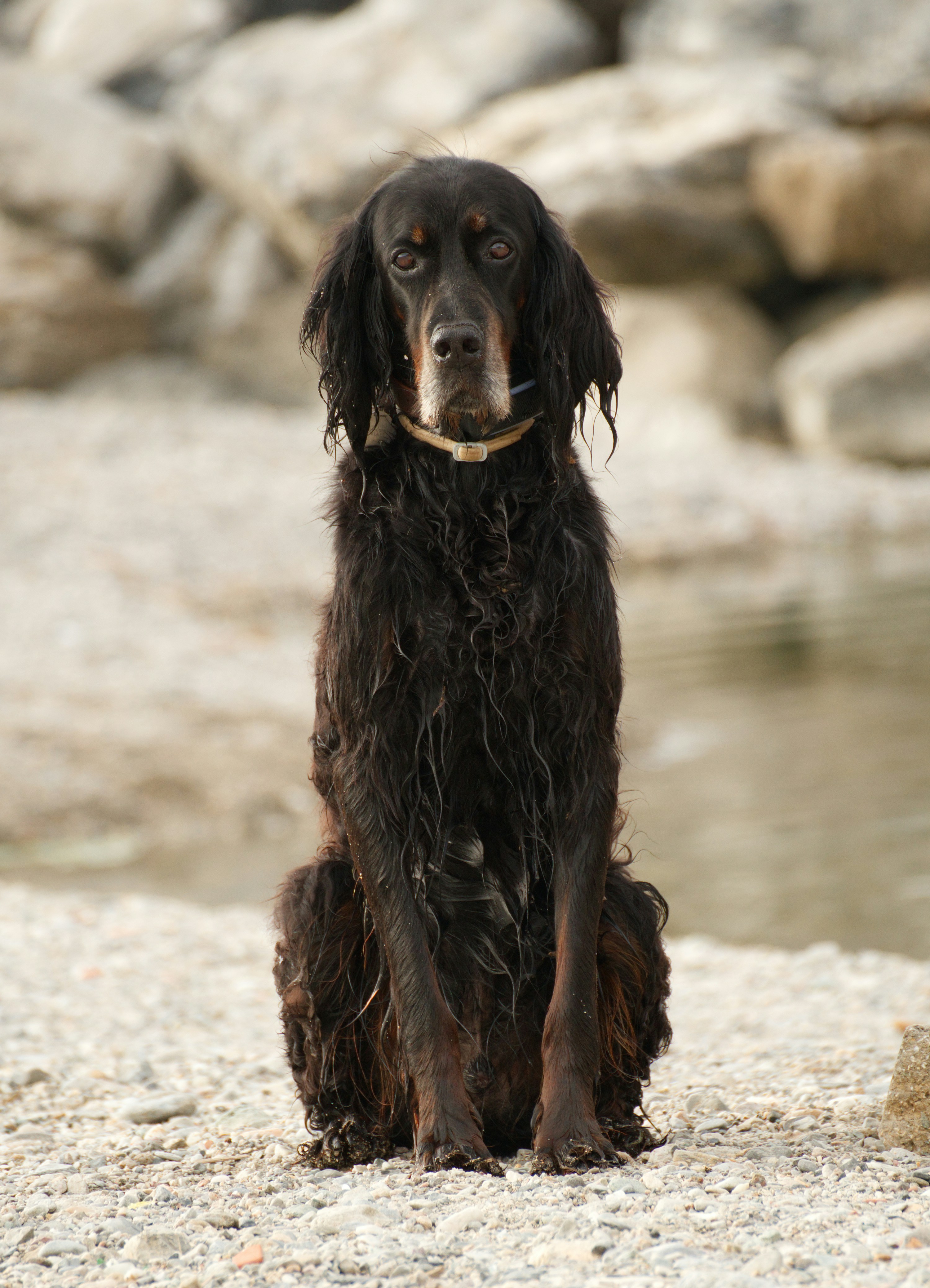 Focused Gaze by the Shore: A Labrador Retriever on Pebbled Banks