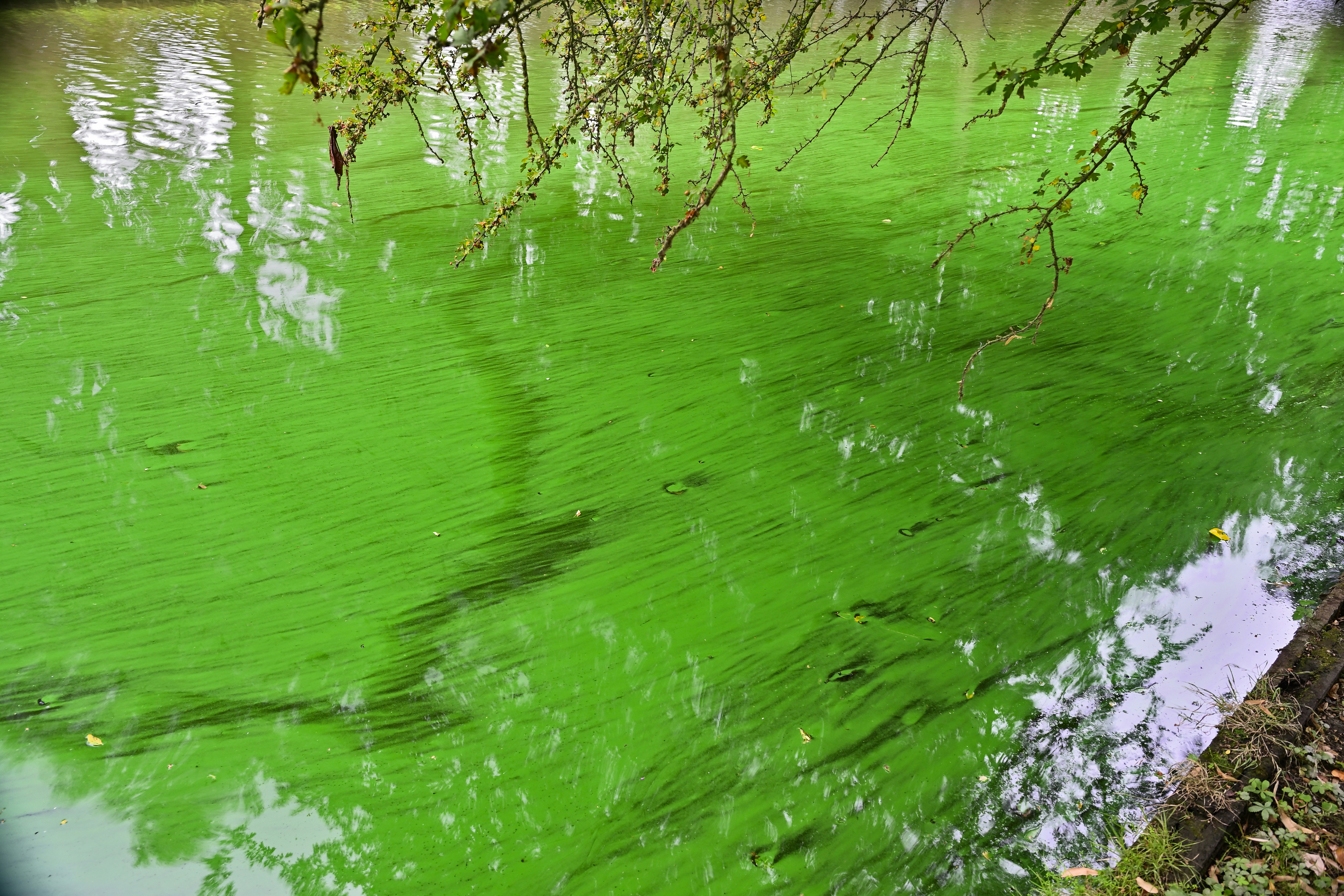 Emerald Calm: A Stream of Luminous Green Reflections