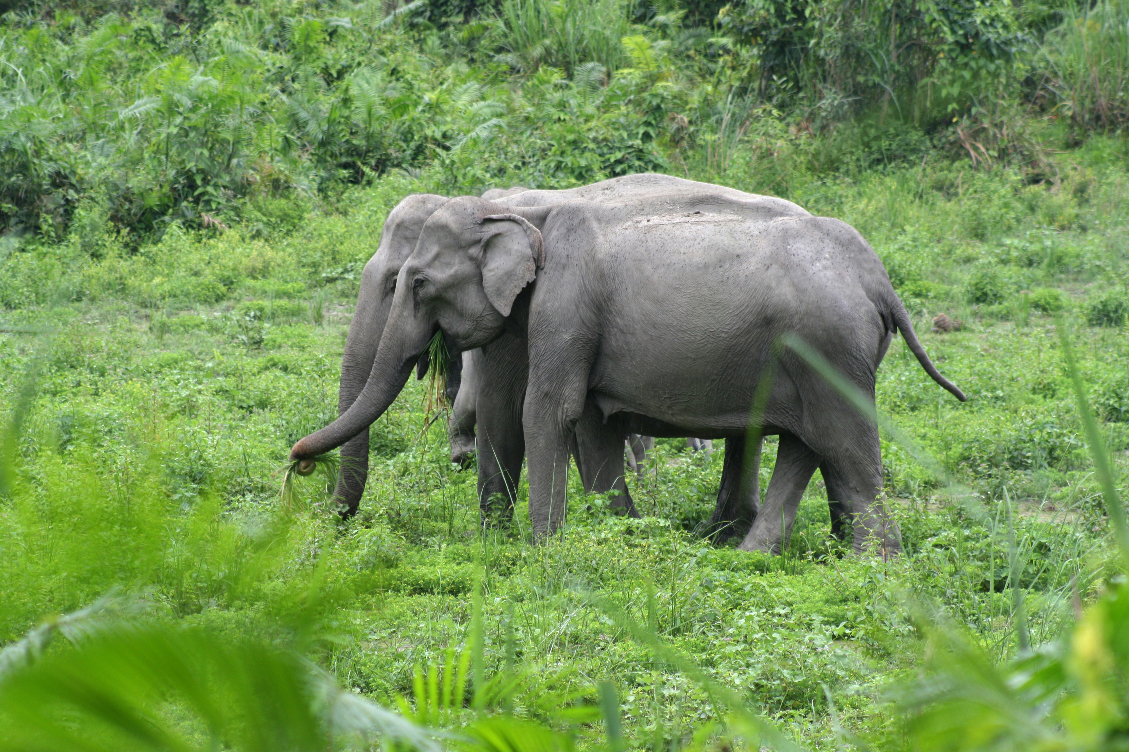 Grey Giants in a Verdant Clearing
