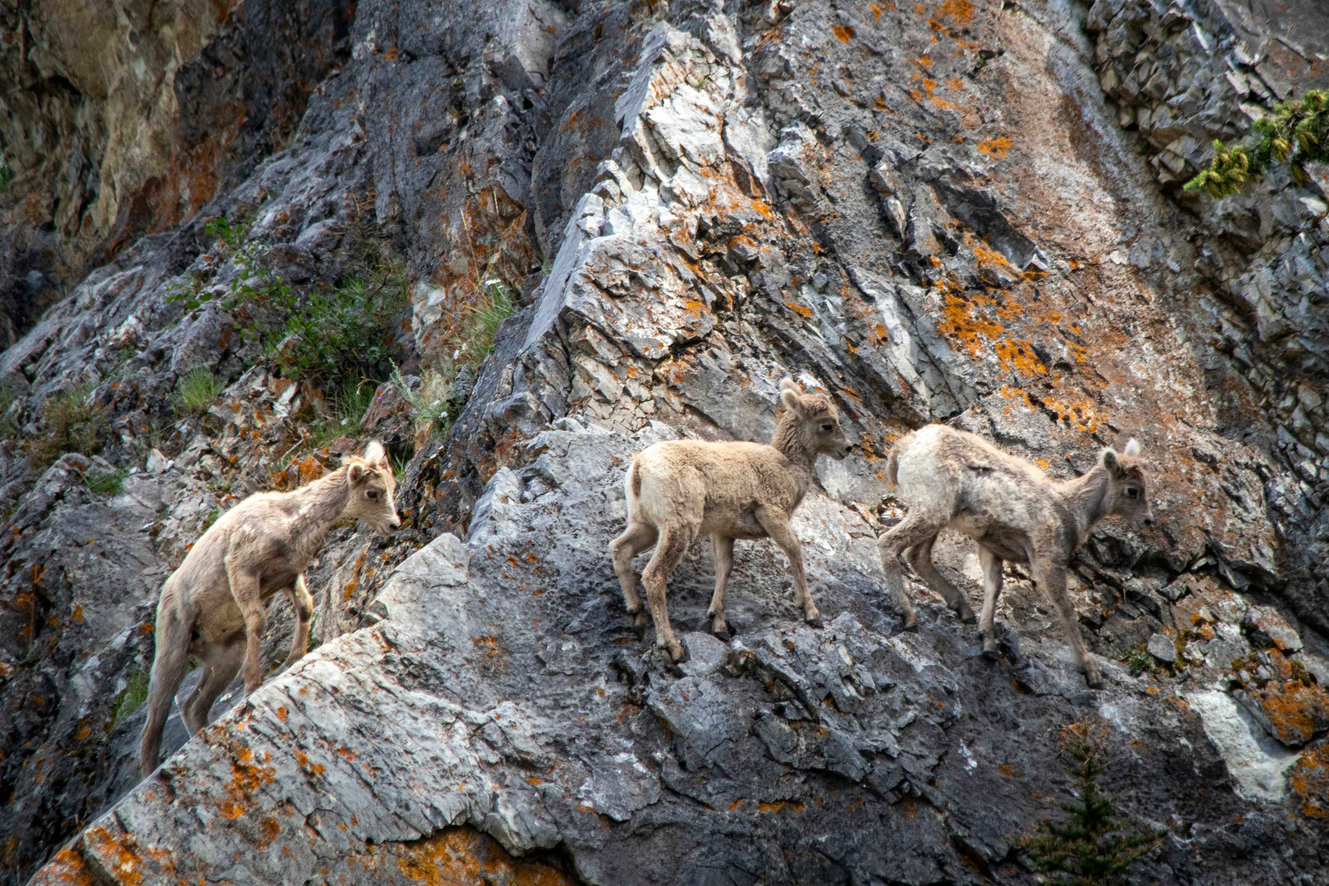 Three coyotes traverse a rocky cliff face, navigating steep ledges amid orange-streaked rock and sparse greenery.