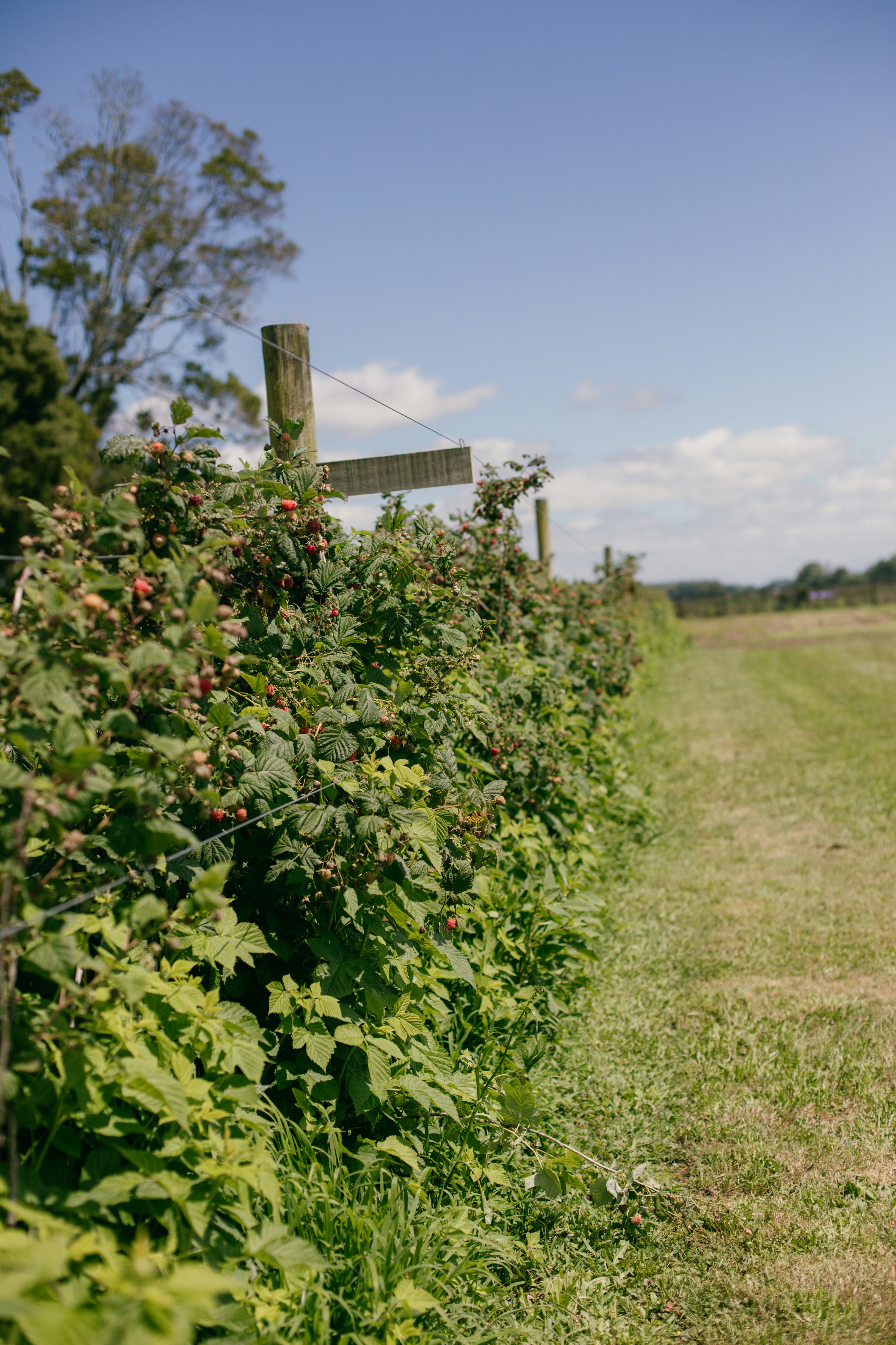 Trailside Garden Fence: A Row of Berry-Laden Vines Reaches Toward Open Fields