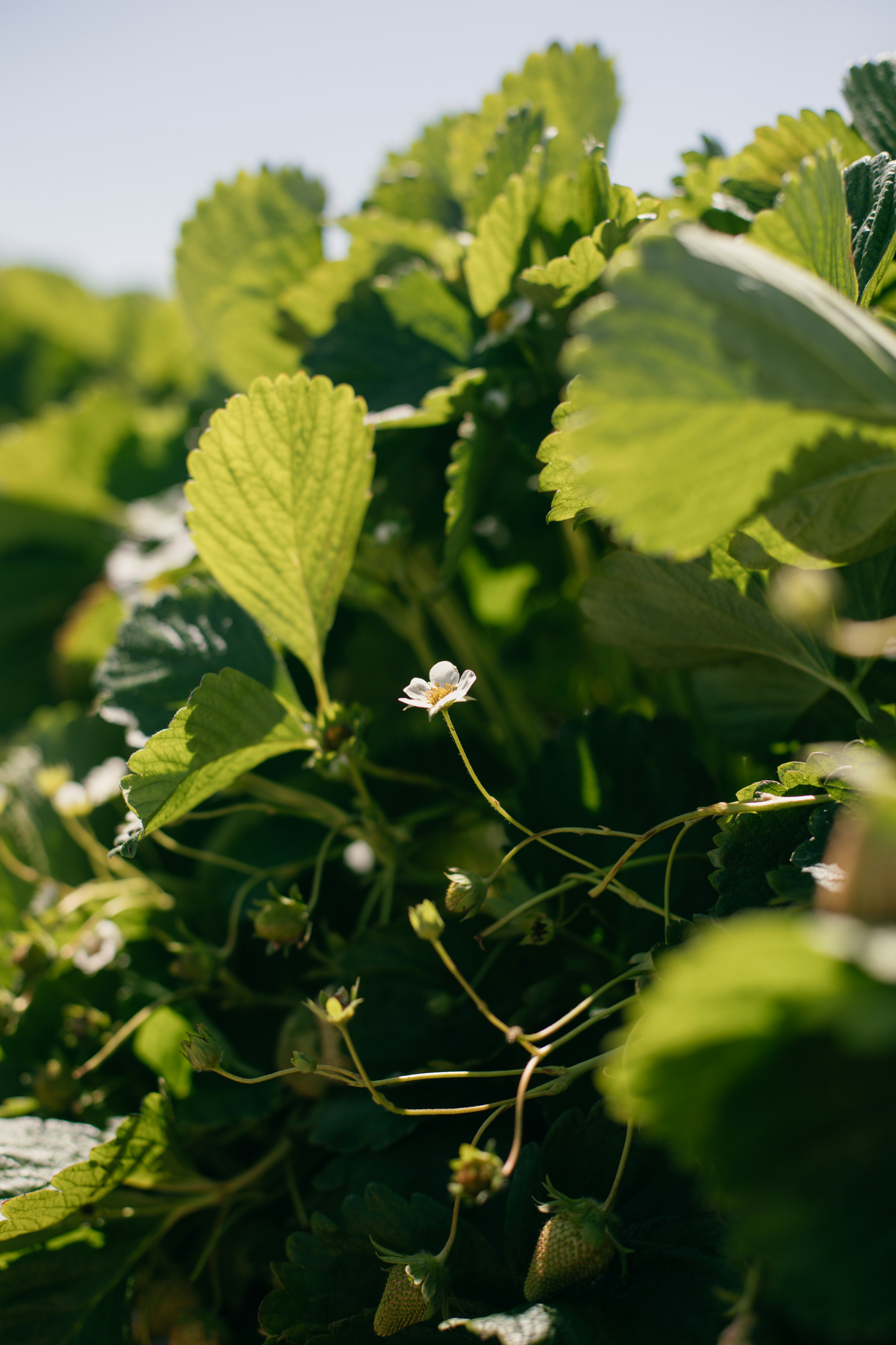 Bloom Under Sun: A Tiny White Flower Among Green Vines