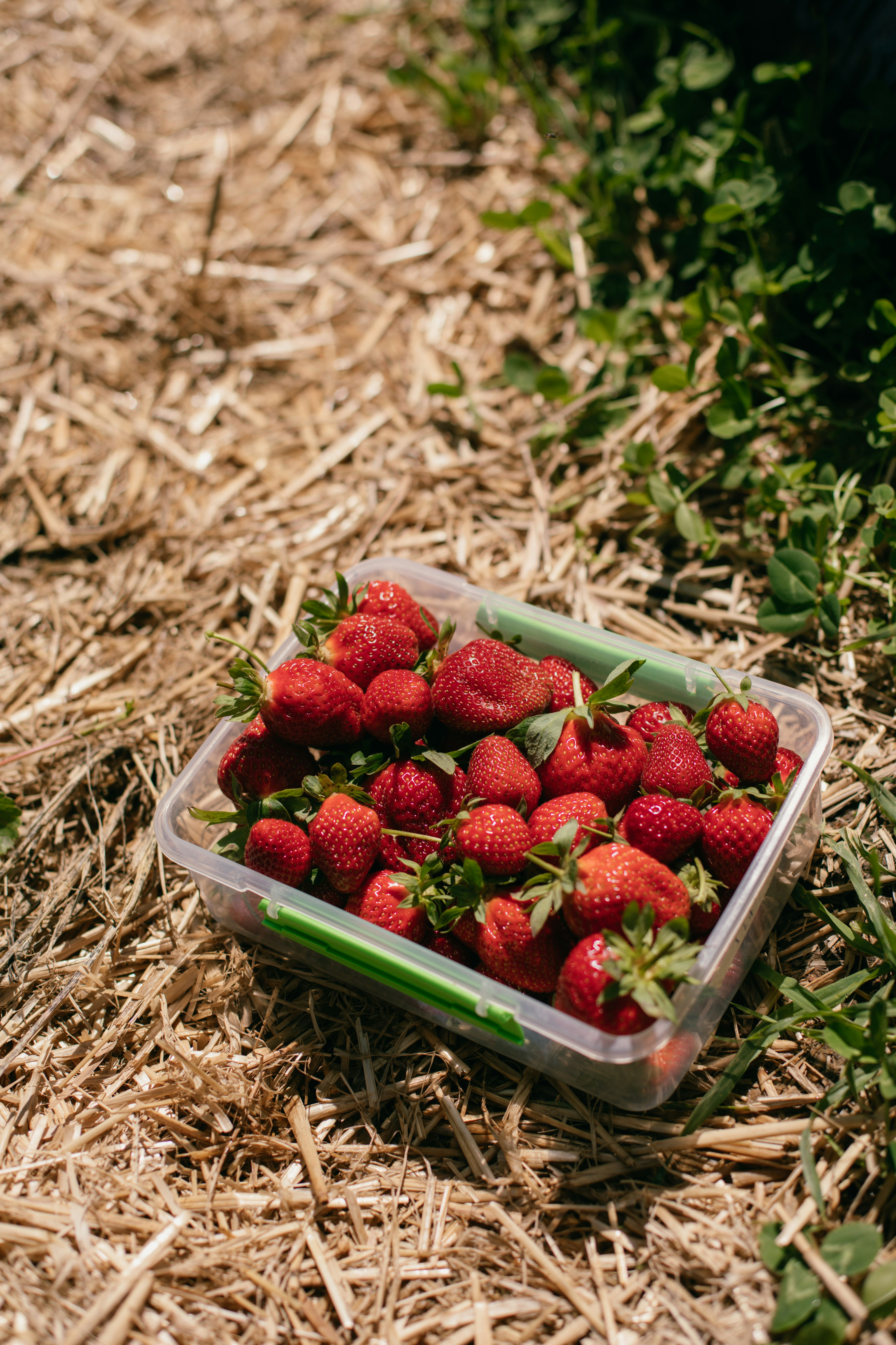 Red Snap: A Crystal Clear tub of strawberries resting on straw