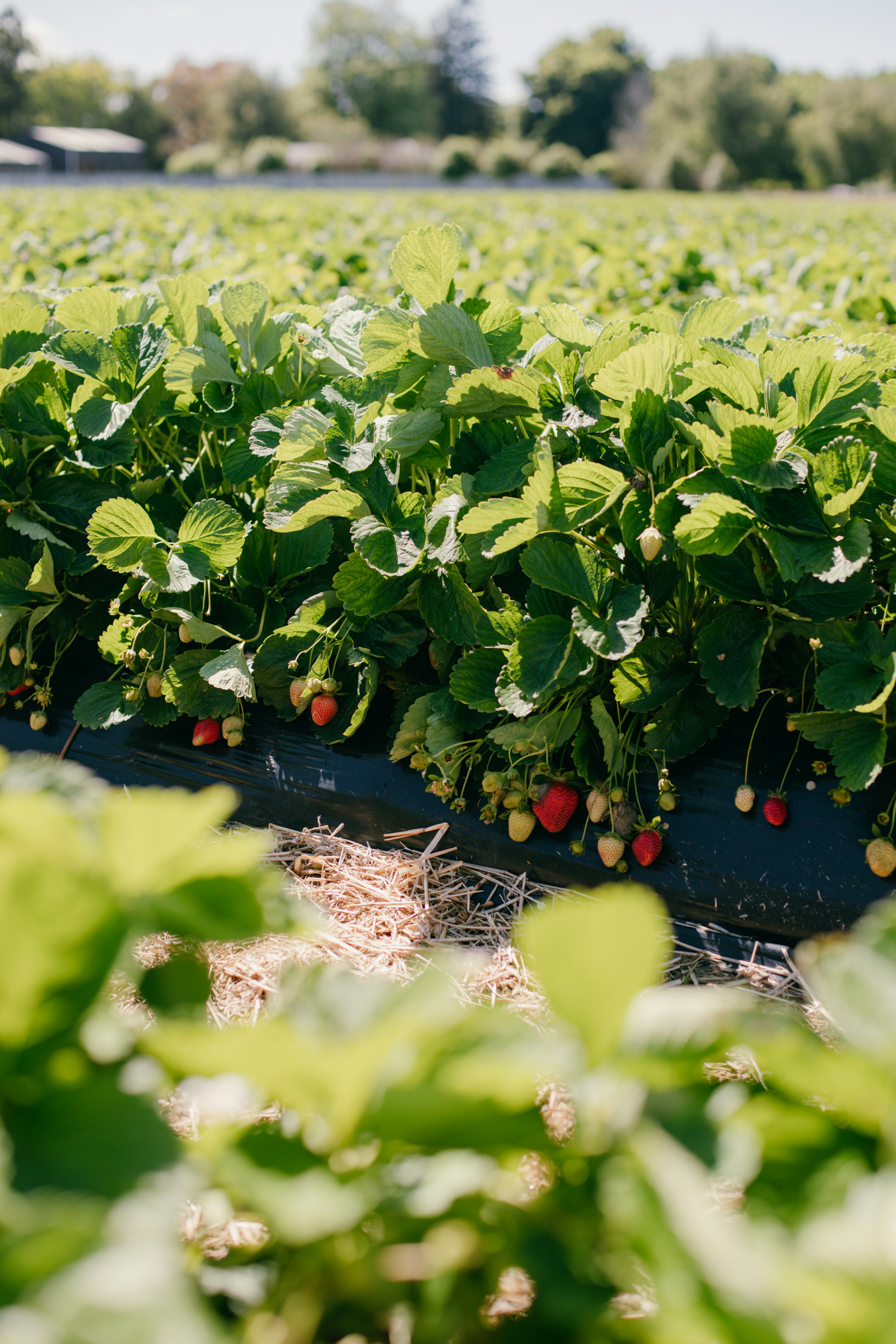Strawberry Rows: Sunlit Green Canopies Fringing a Field