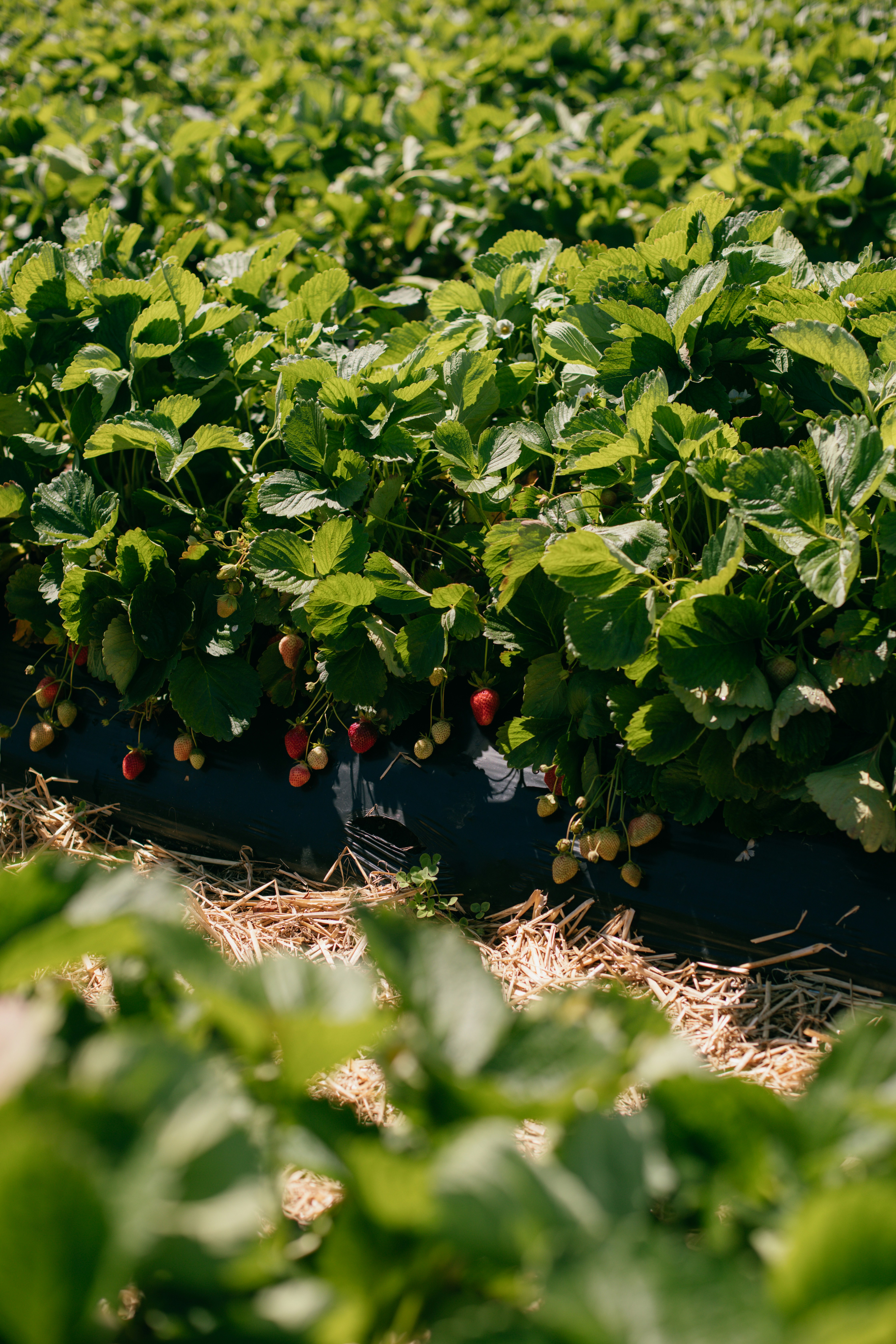Row of Ripening Red Berries Under Lush Leaves