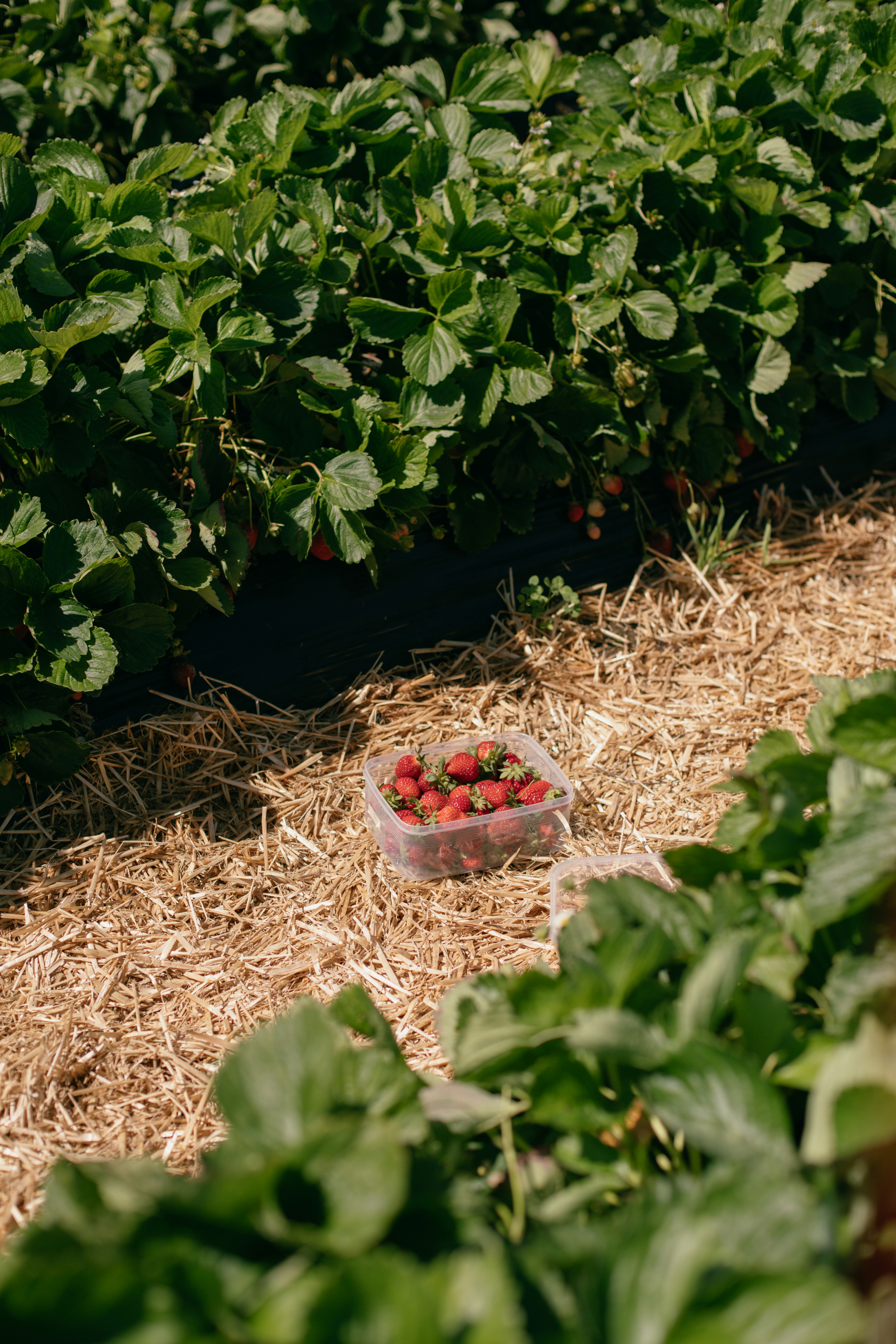 Strawberry Harvest at the Mulched Row