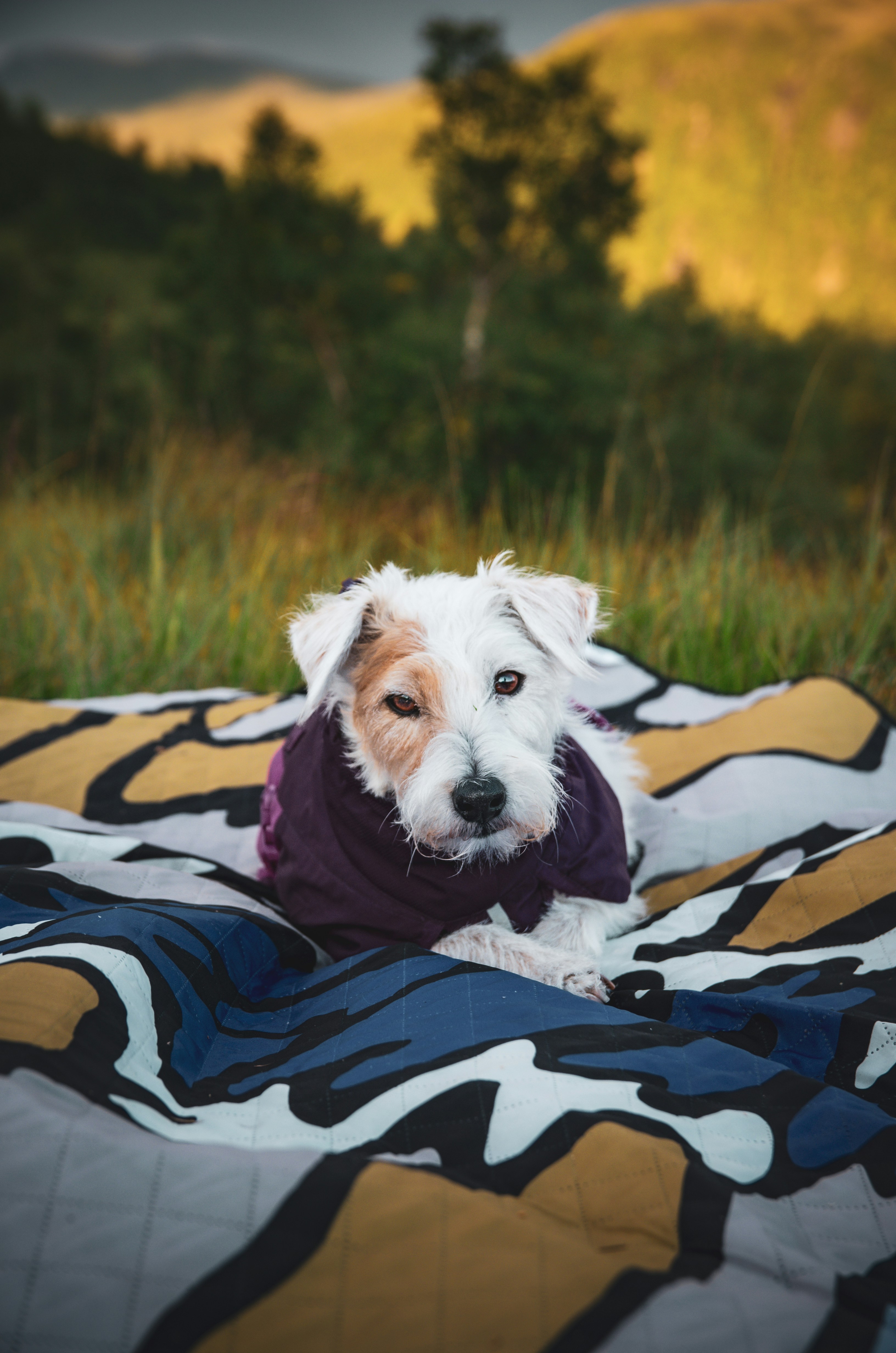 Center Stage Pup: Calm in the Field