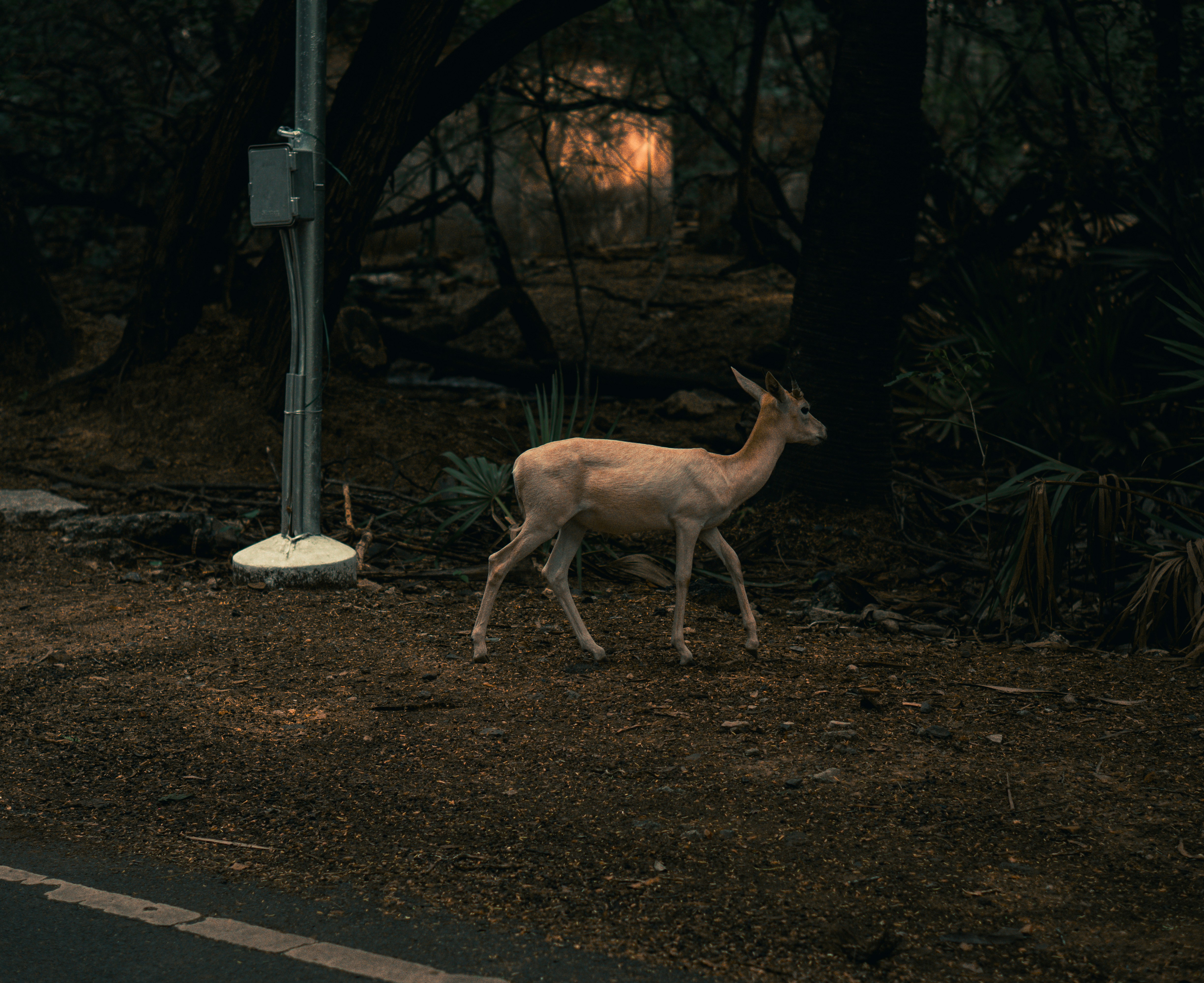 Deer in the Dusk: A Quiet Crossing by the Park Path