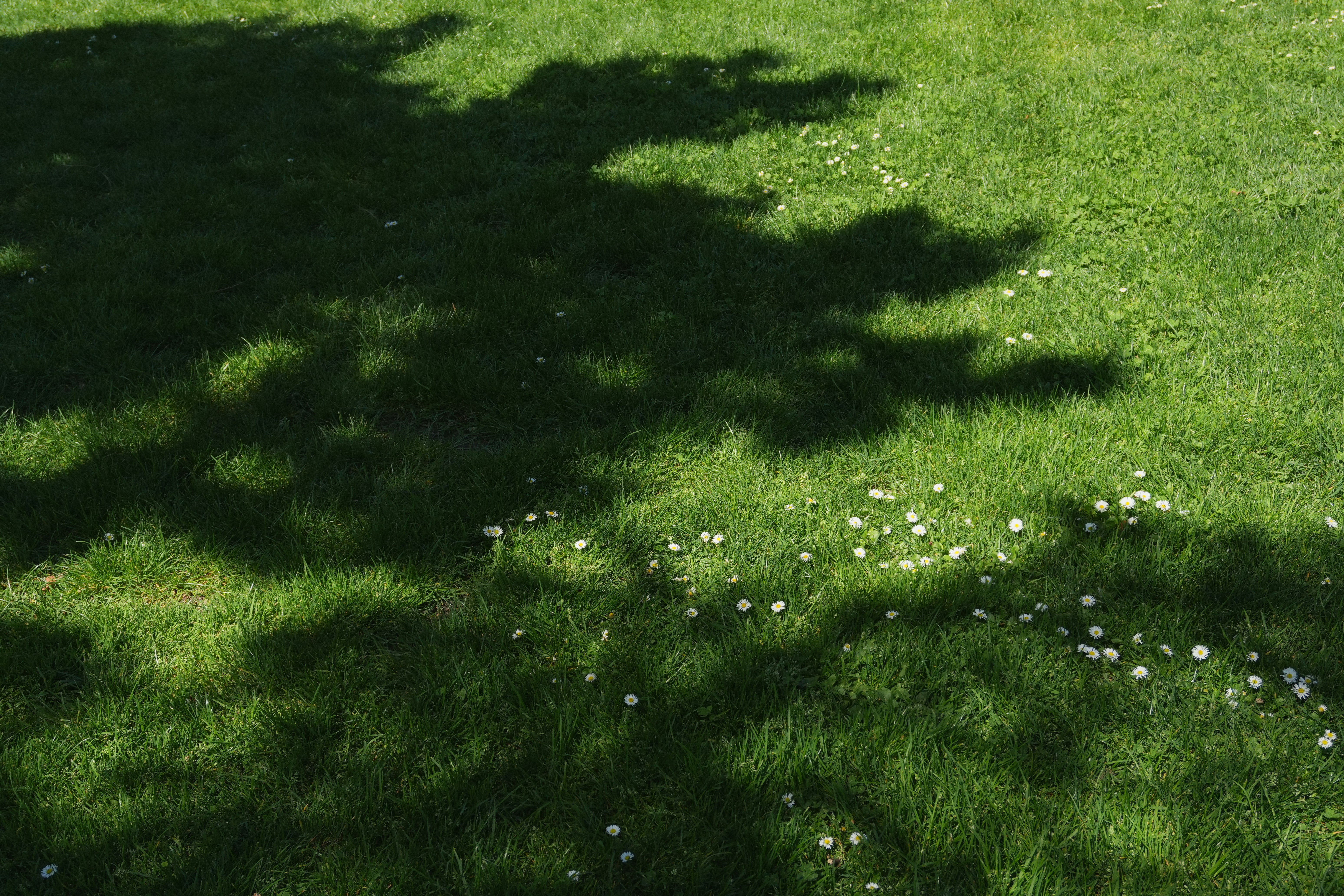 Patchwork of Shade: Dappled Lawn and White Daisies