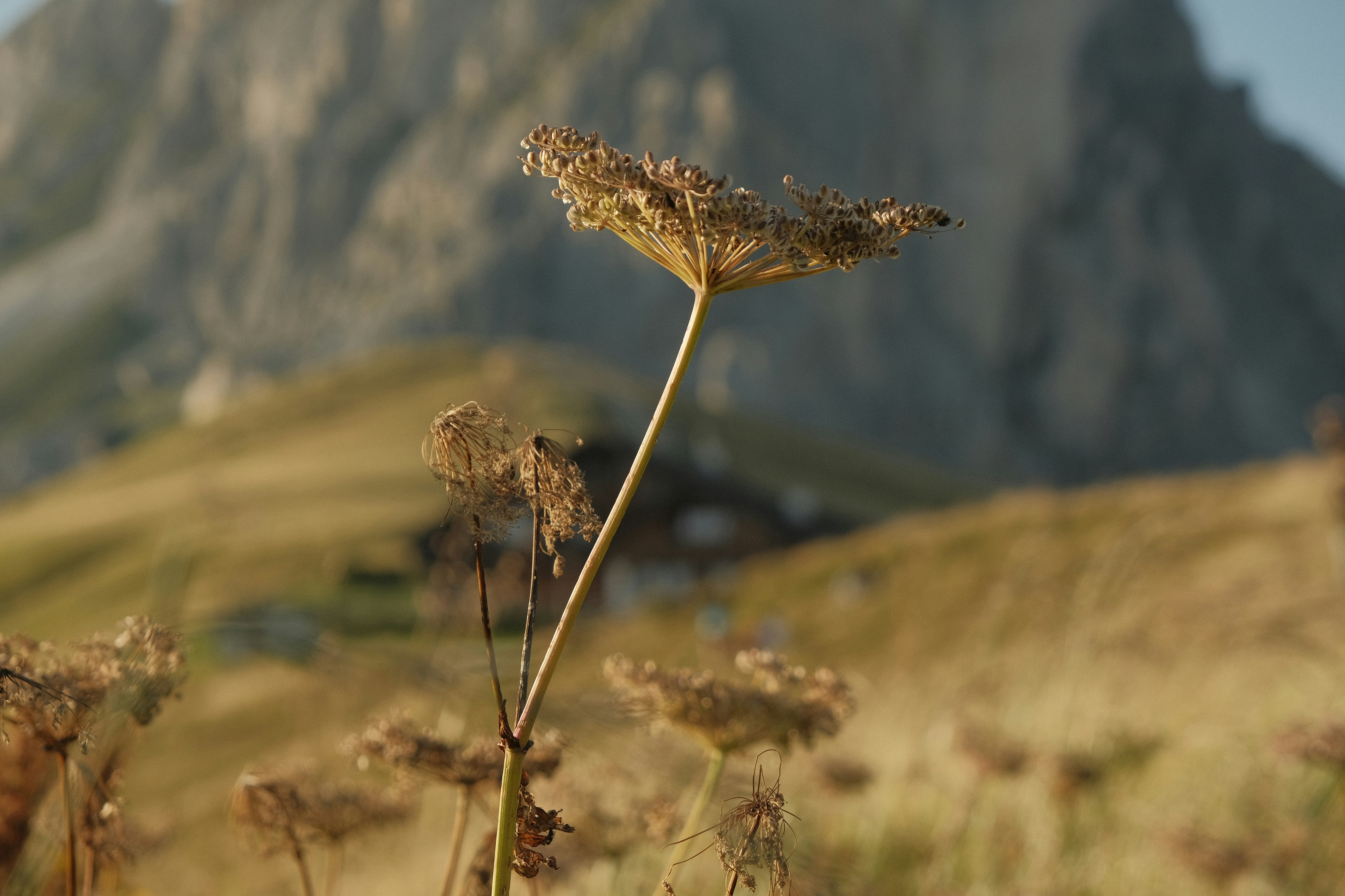 Dusty Wildflower Reaching Toward a Quiet Mountain Morning