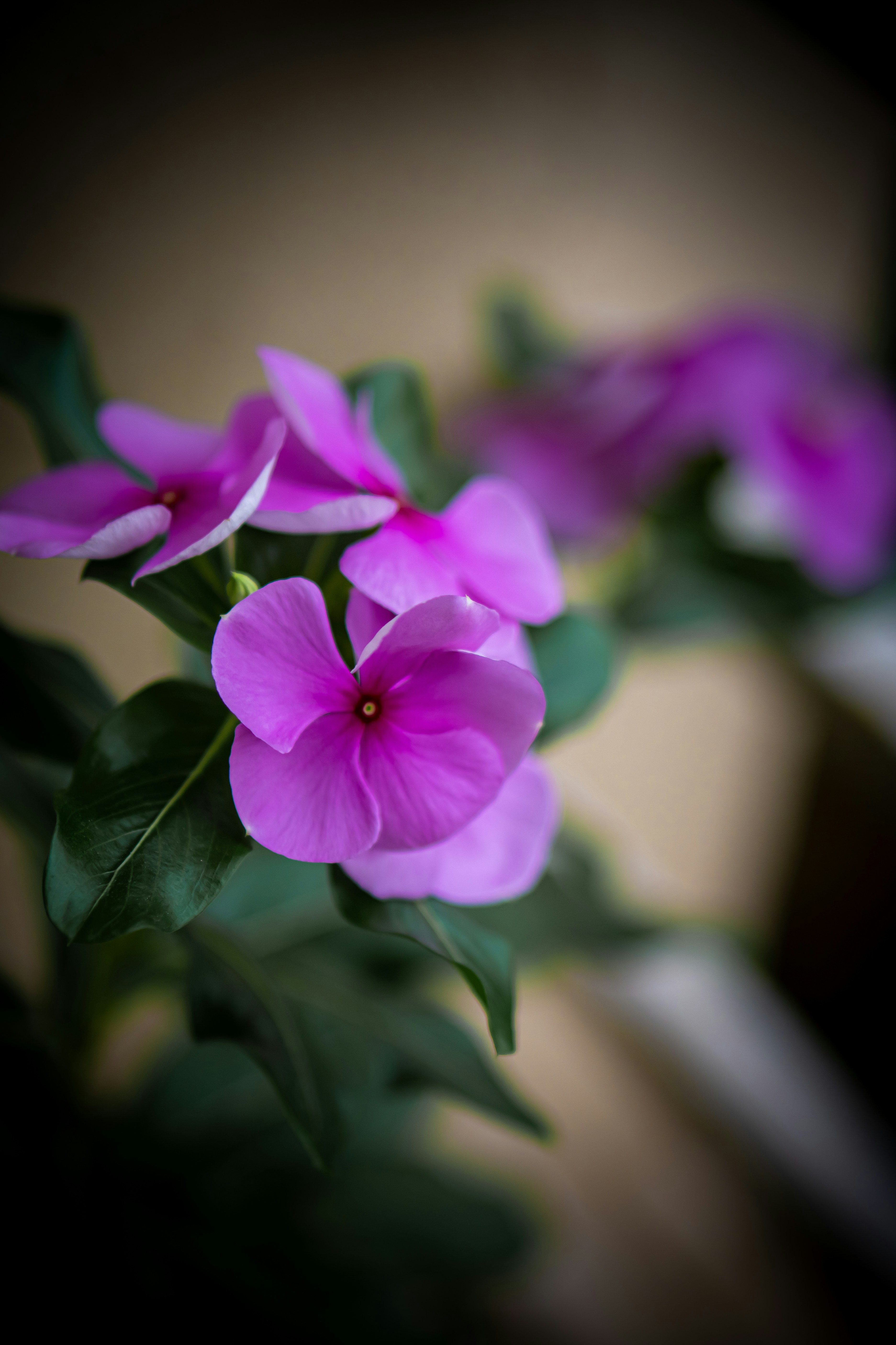 Bright pink flowers in green background