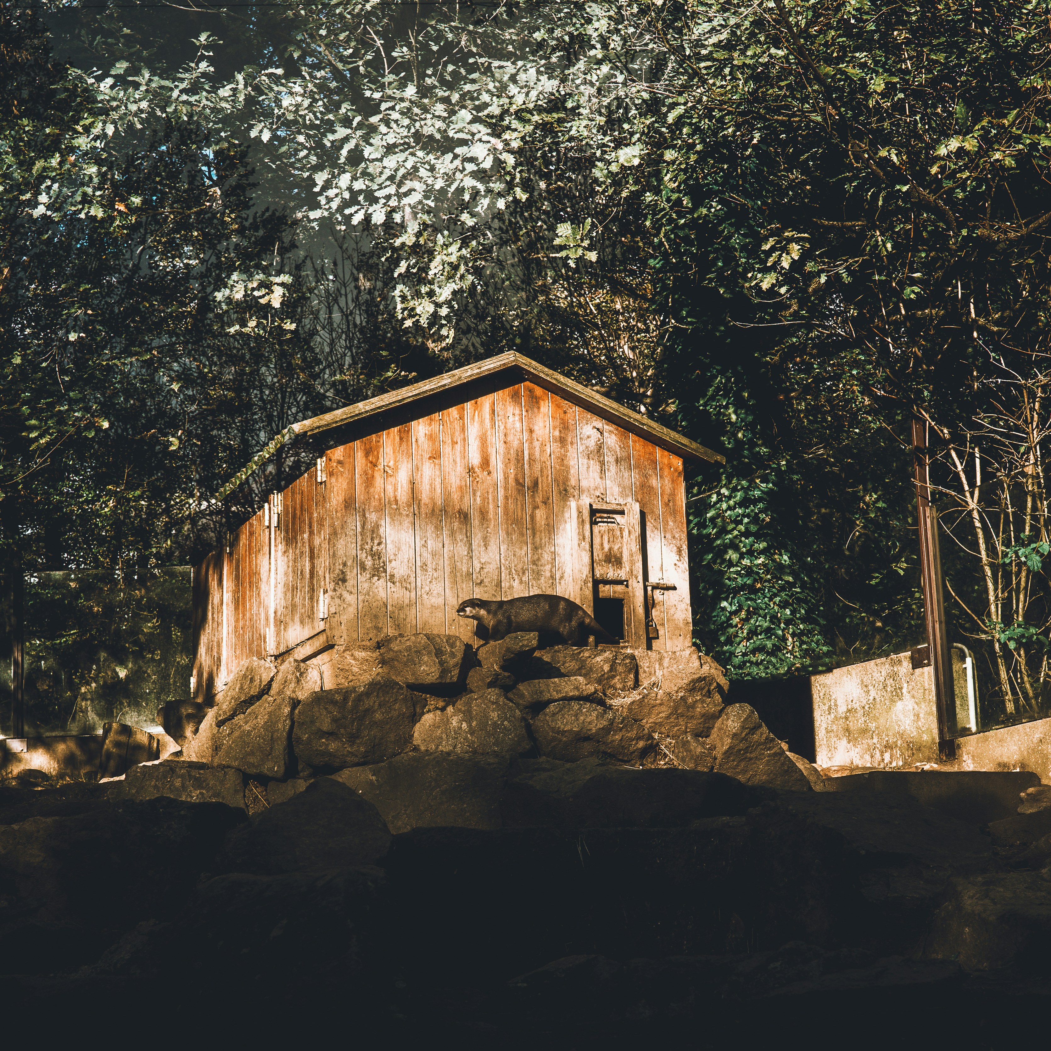 Moonlit Shed Amid Rocks: Quiet Spotlight on a Rustic Cabin